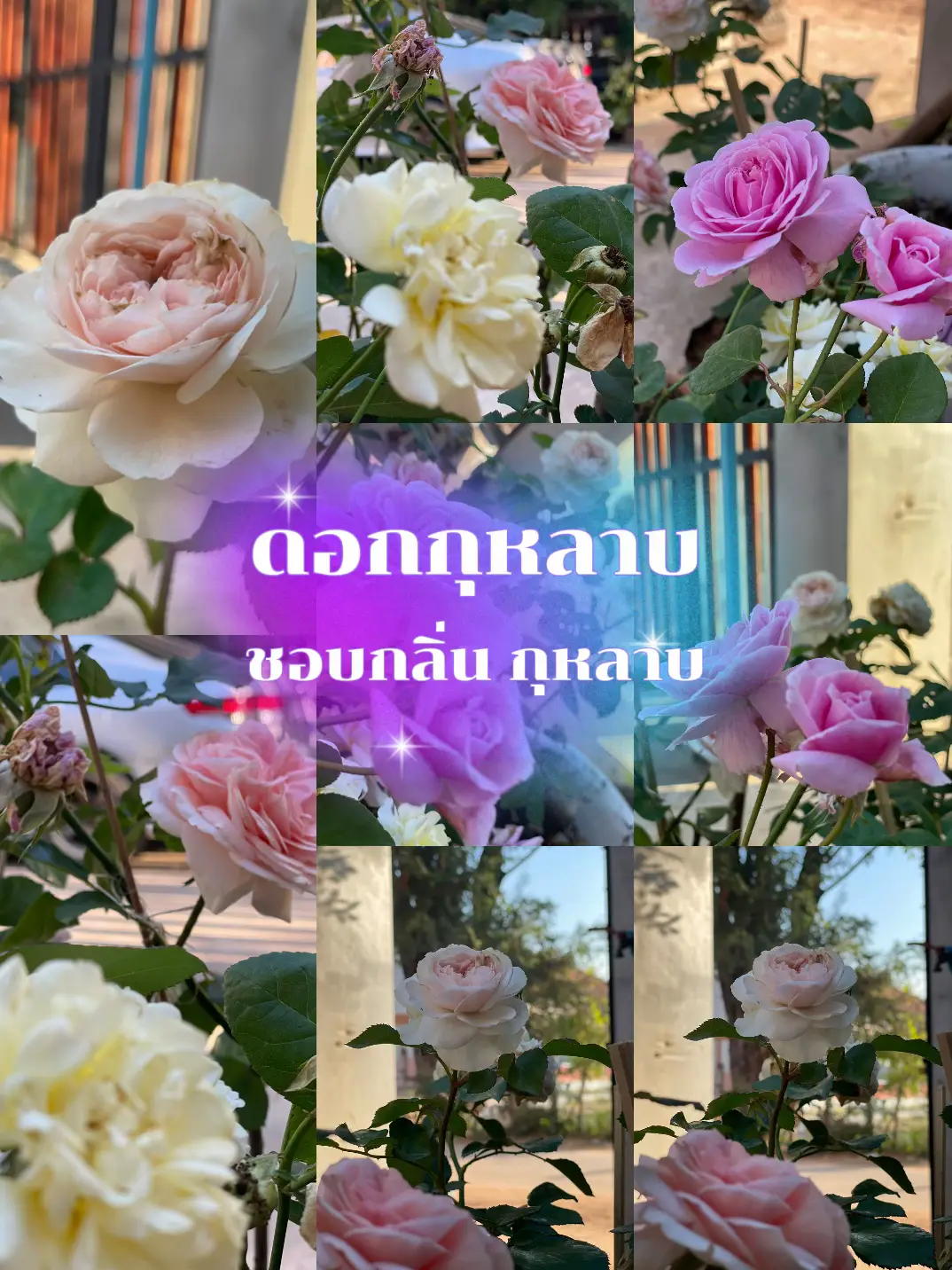 Raise roses together🌥️ | Gallery posted by Wapakaew Napa | Lemon8