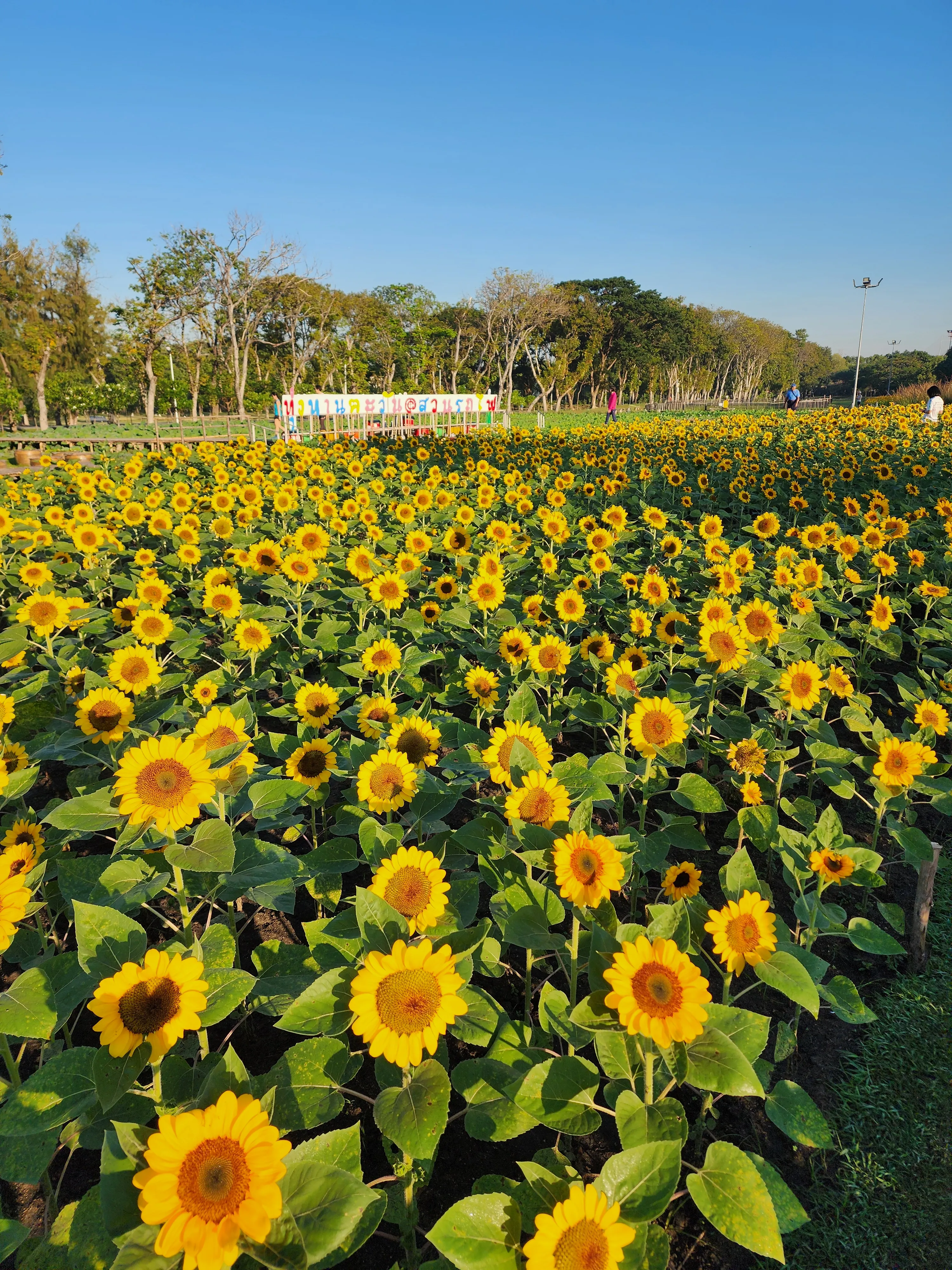 Sunflower Farm Rizal | Best Flower Site