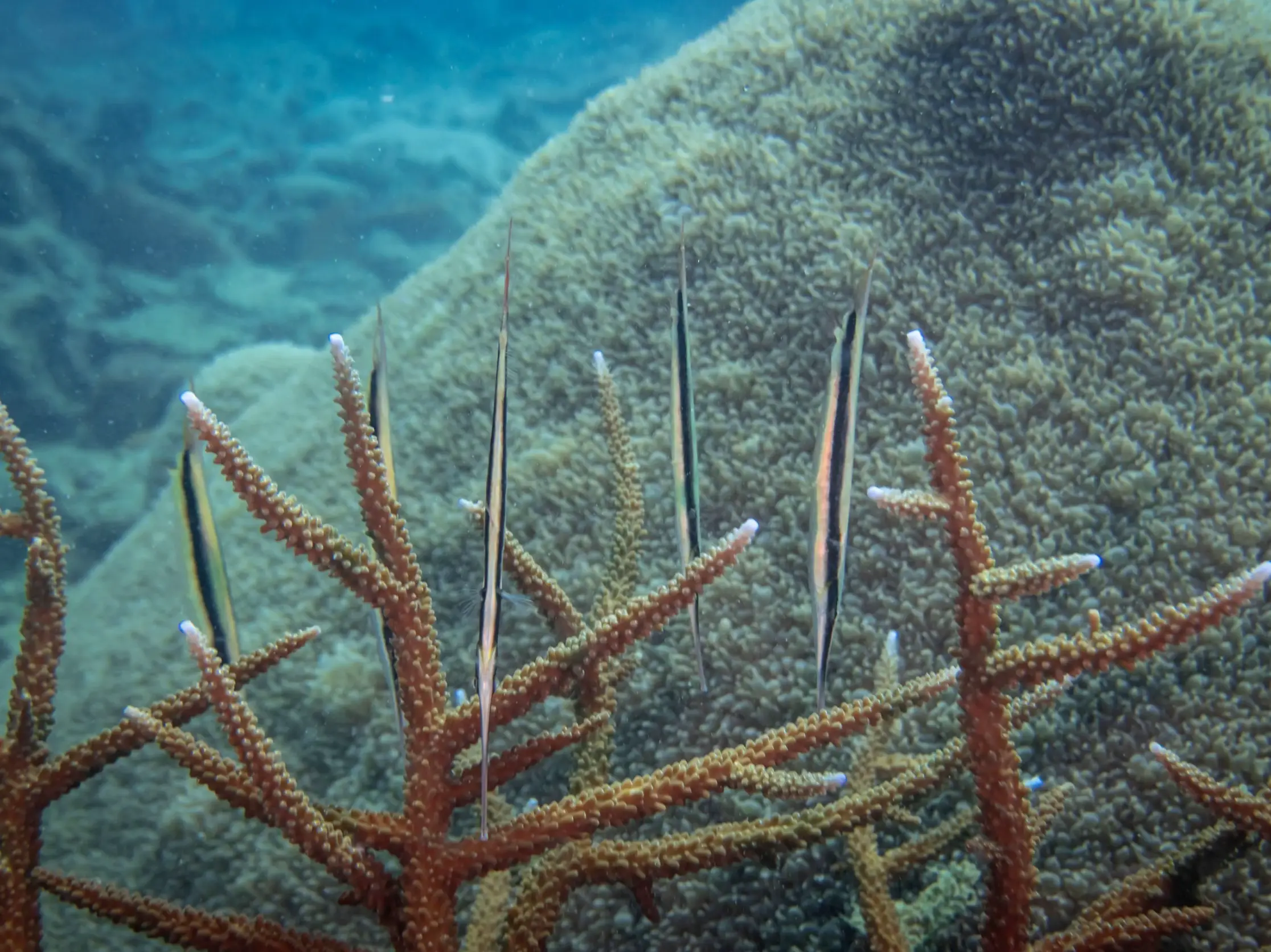 ดำน้ำเก็บขยะปลูกปะการัง | แกลเลอรีที่โพสต์โดย PIPE DIVE | Lemon8