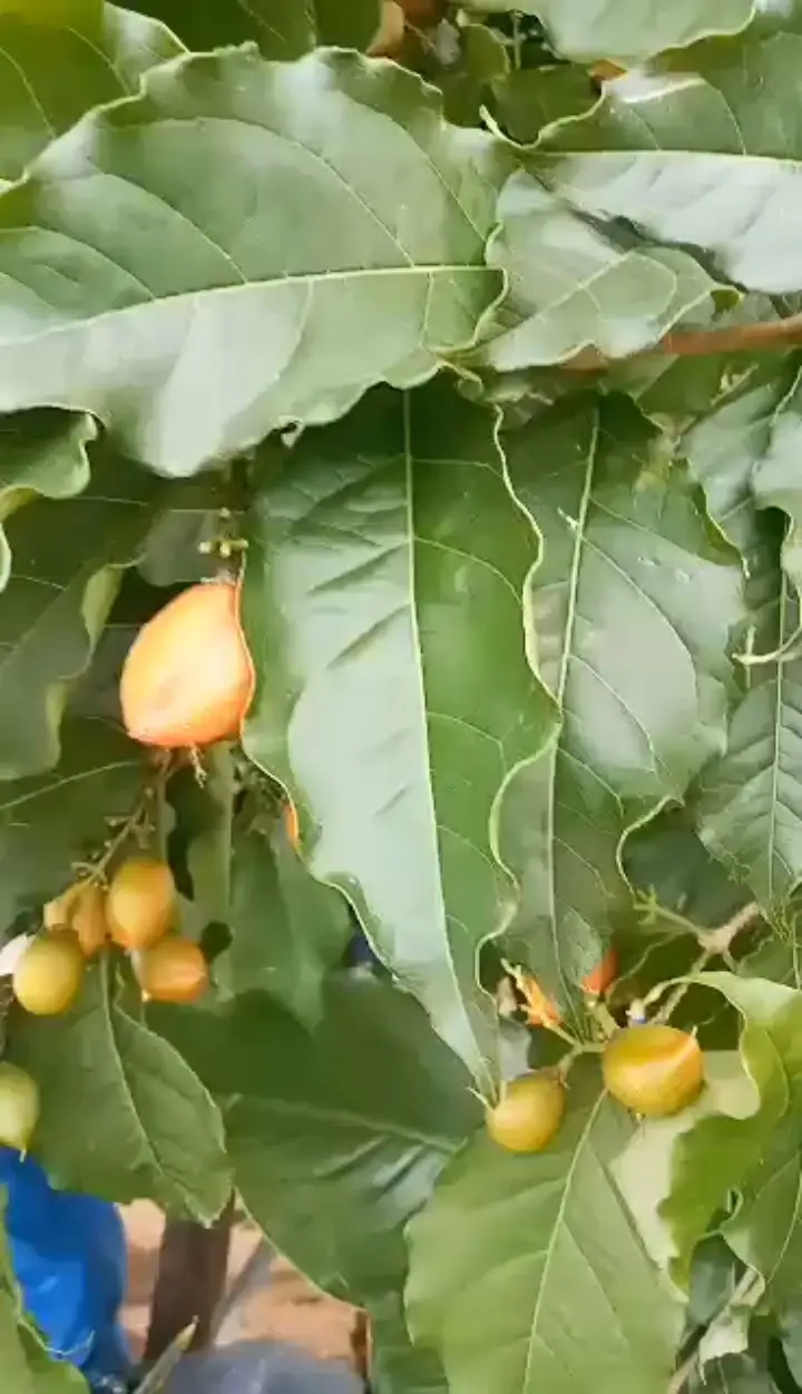 #หมากหยังบ่ฮู้ ฮู้ตะว่ากินได้😁 | วิดีโอที่เผยแพร่โดย Sumaree Sangsay ...