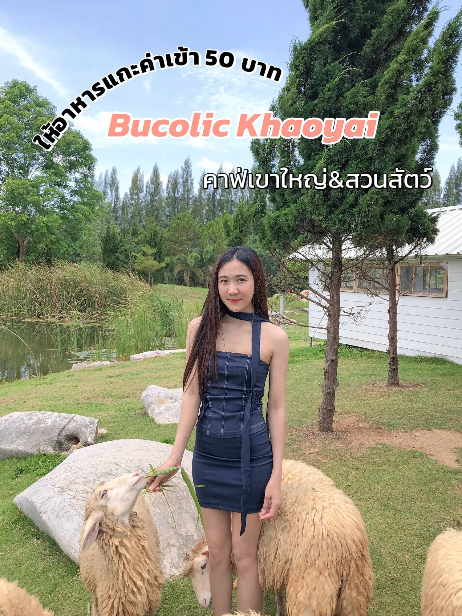 Bucolic Khaoyai คาเฟ่และสวนสัตว์เขาใหญ่🌿🍃 | แกลเลอรีที่โพสต์โดย ป๋อมแป ...
