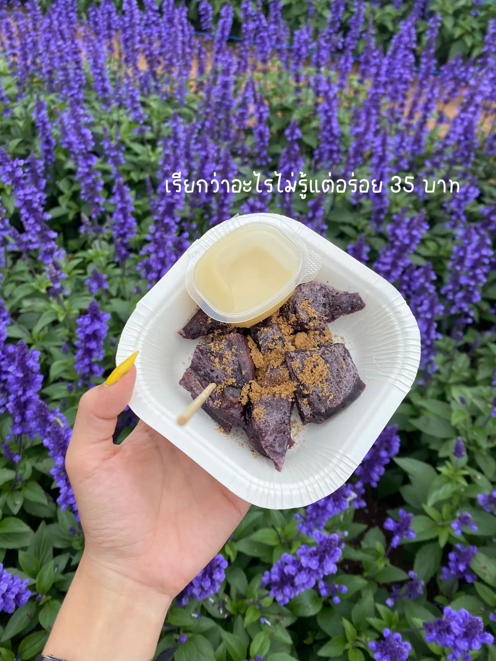 ที่พักม่อนแจ่ม ⛰️ 🌷 | แกลเลอรีที่โพสต์โดย Pony ploy ⛅️ | Lemon8