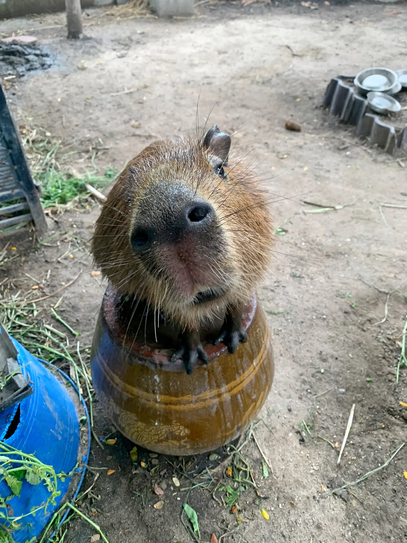 🫶🦫ไปเกาคาง เกาพุง หมามะพร้าวกัน CAPYBARA 🦫🫶 | แกลเลอรีที่โพสต์โดย JEJI ...
