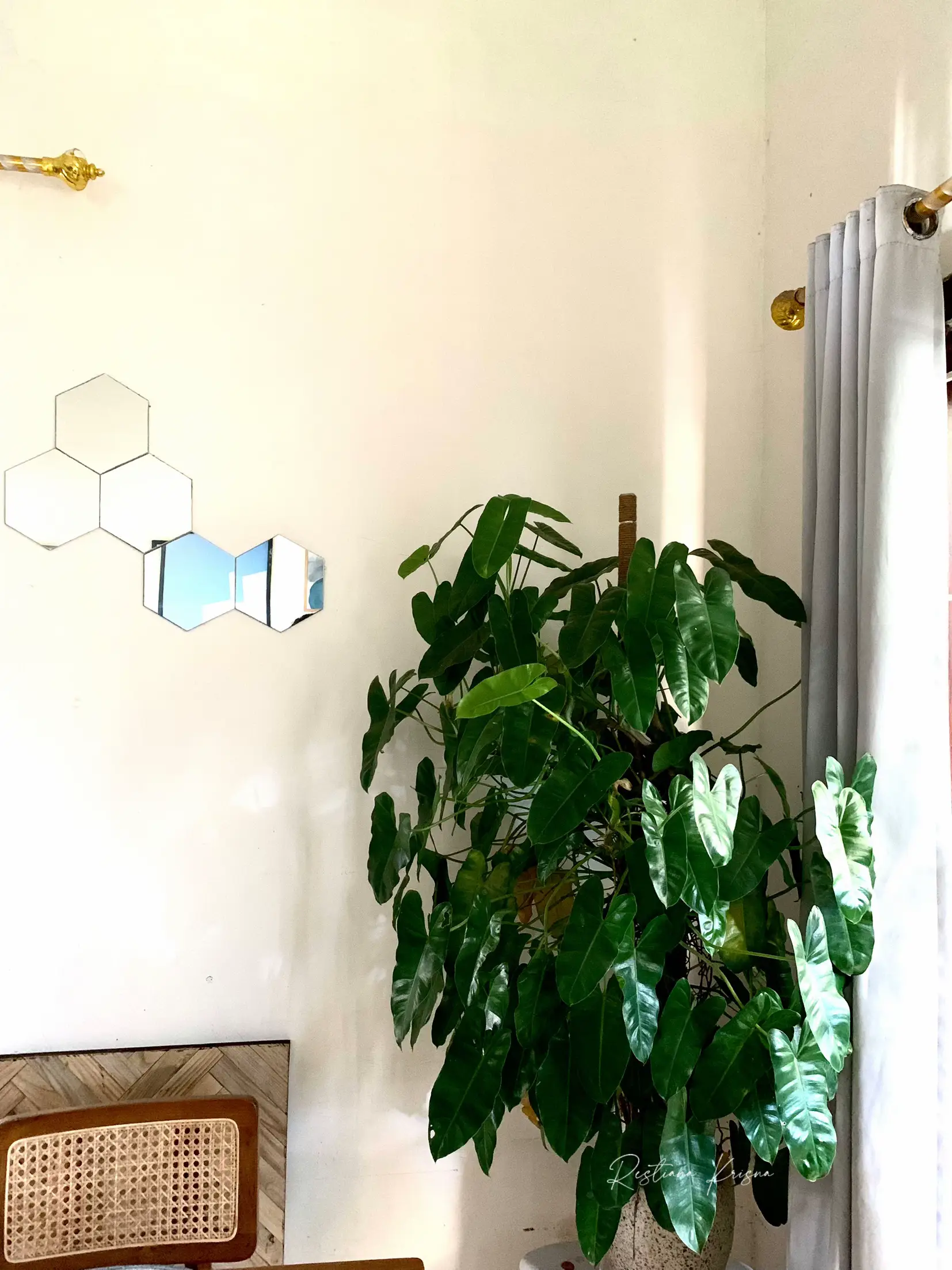 Rekomendasi Tanaman Indoor Yang Tahan Banting | Galeri diposting oleh Resti Motret | Lemon8