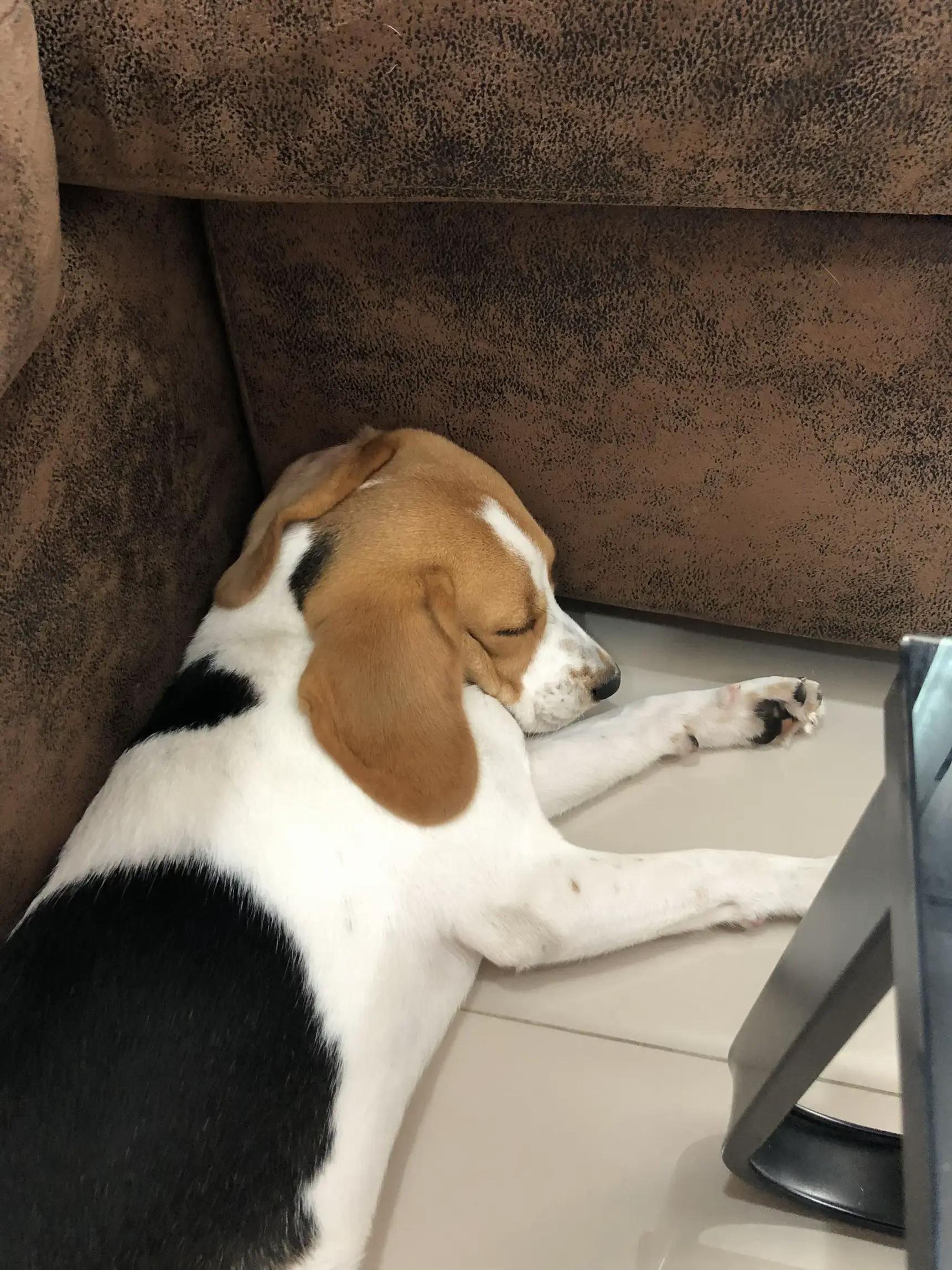 🐶 Beagle | Gallery posted by 𝒑𝒍𝒐𝒚 ̈ | Lemon8