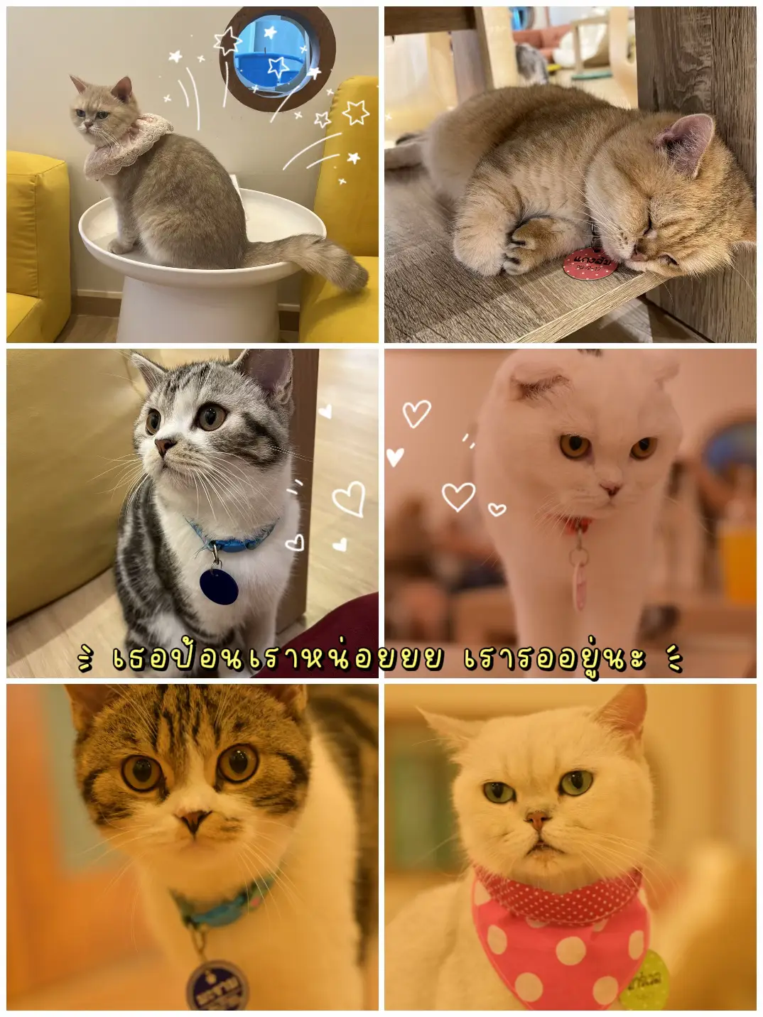 🐱 Chill Cat Cafe 🐱 ให้น้องแมวฮีลใจในวันที่อ่อนล้า ️ | แกลเลอรีที่โพสต์ ...