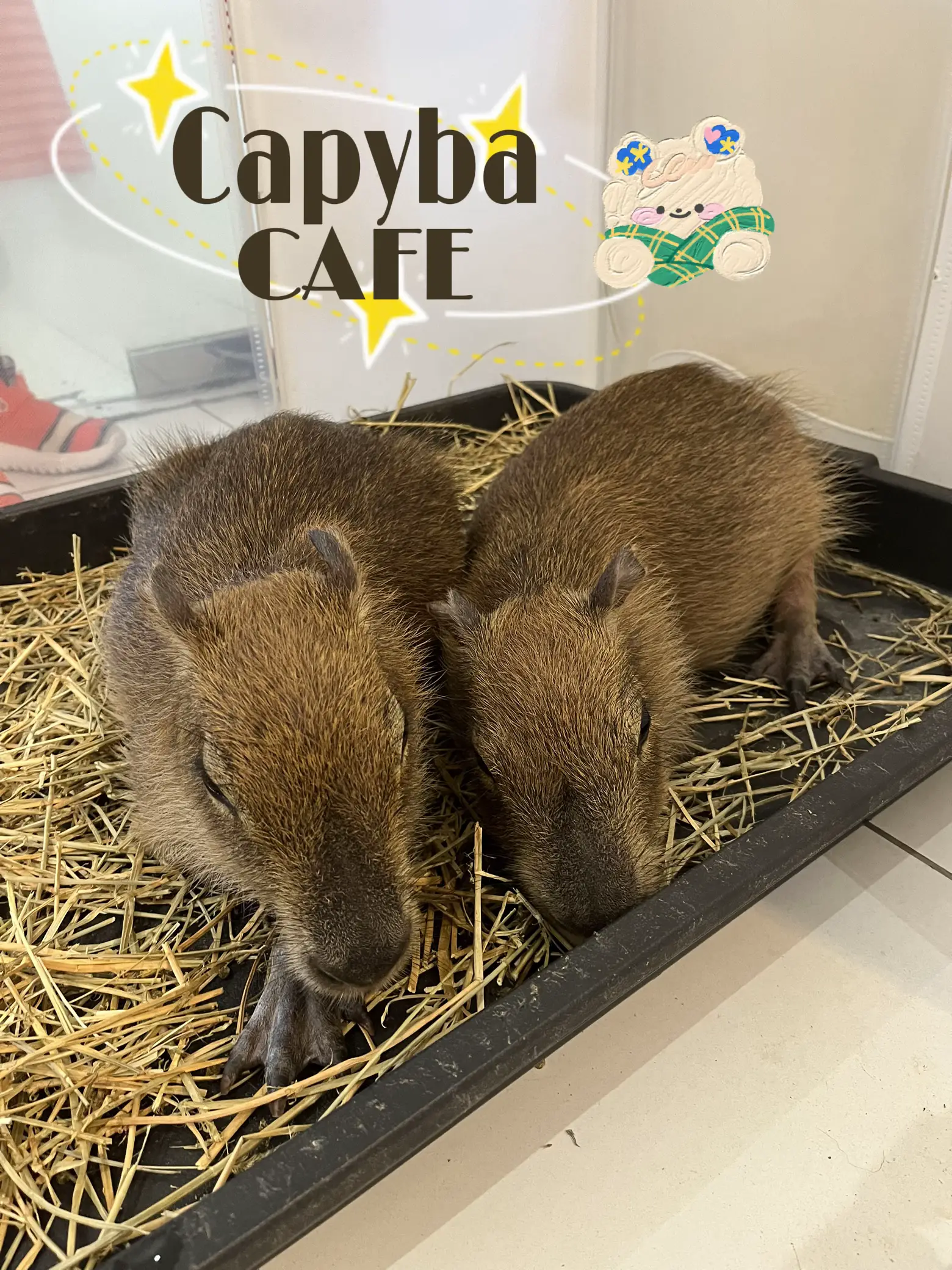 cutest alpaca & capybara cafe in jb! | Gallery posted by smoreslife ...