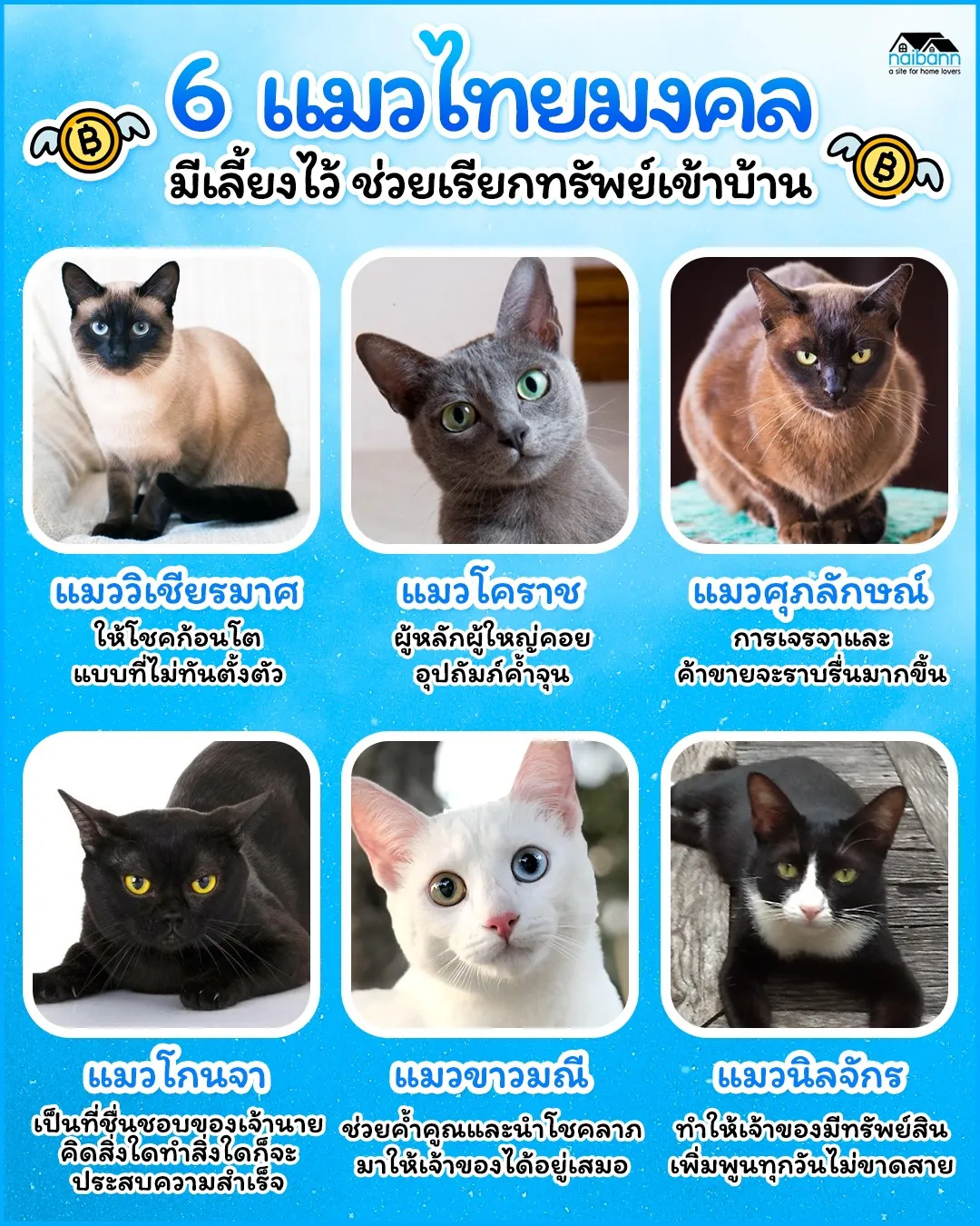 แมวมงคล | แกลเลอรีที่โพสต์โดย โยเกิร์ตชอบมู | Lemon8