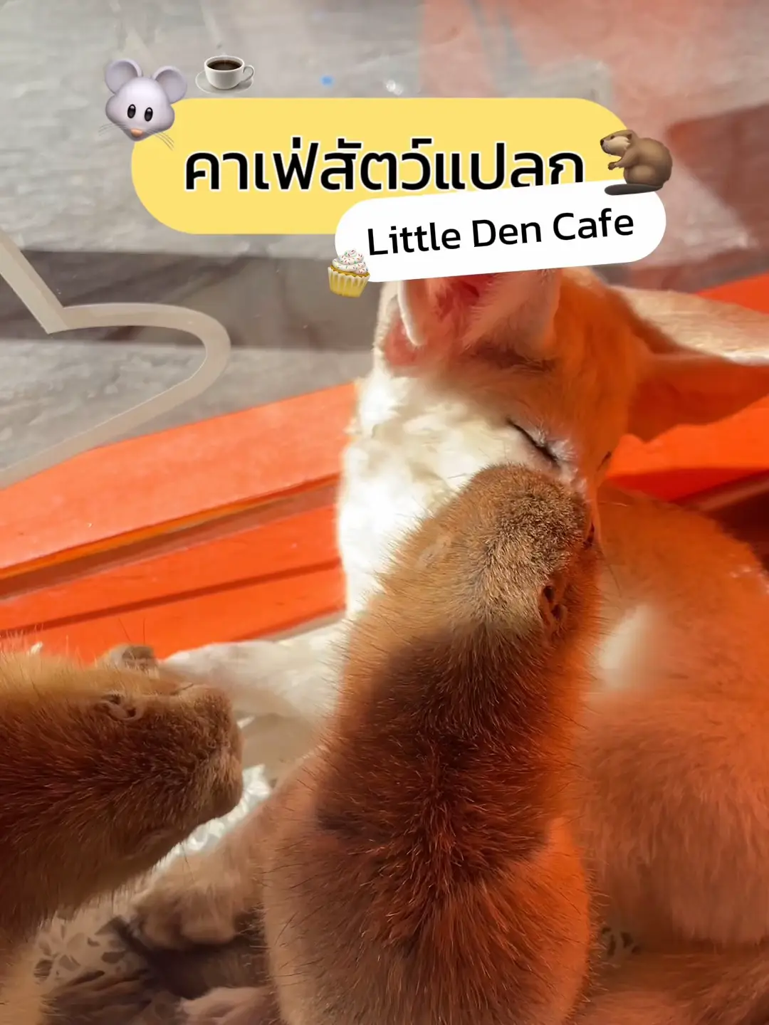 คาเฟ่สัตว์แปลก! 🦫💖🐭 | วิดีโอที่เผยแพร่โดย Maprang Chaya | Lemon8