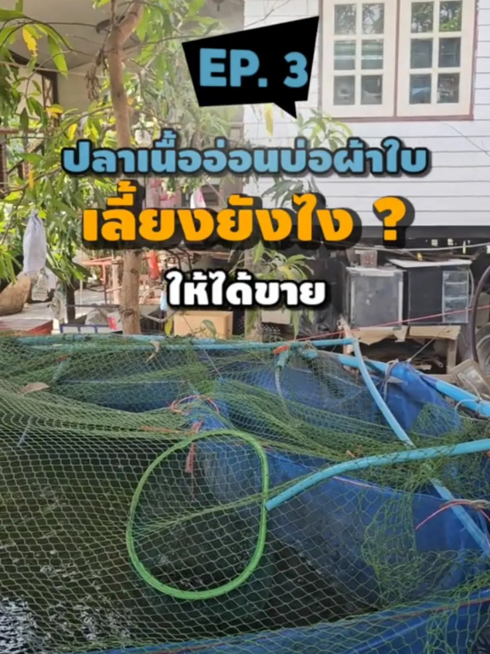 "Refuse Tul Farm" Raising Soft Fish in Canvas Pond EP.3 | Video ...