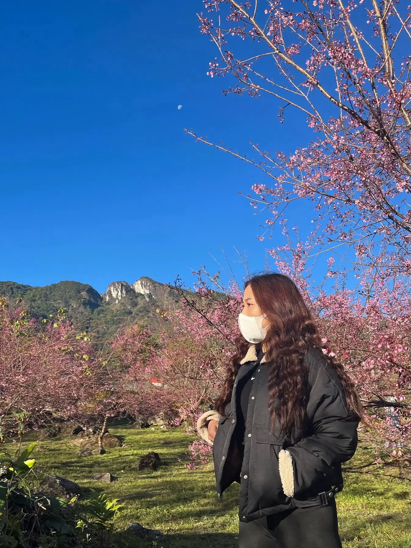 ไปถ่ายรูปกับดอกพญาเสือโคร่งที่ขุนวาง 🌸🌸| ดอยอินทนนท์ | แกลเลอรีที่โพสต์ ...