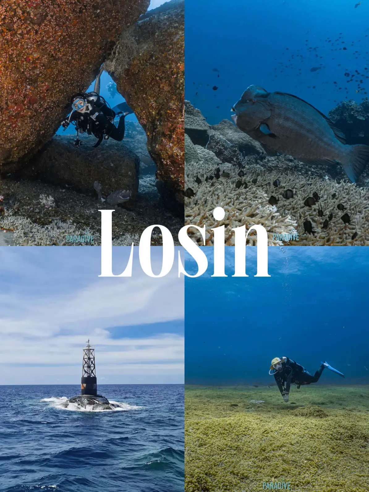 Losin รีวิวดำน้ำโลซิน ถิ่นฉลามวาฬ | แกลเลอรีที่โพสต์โดย Rockeyismad ...