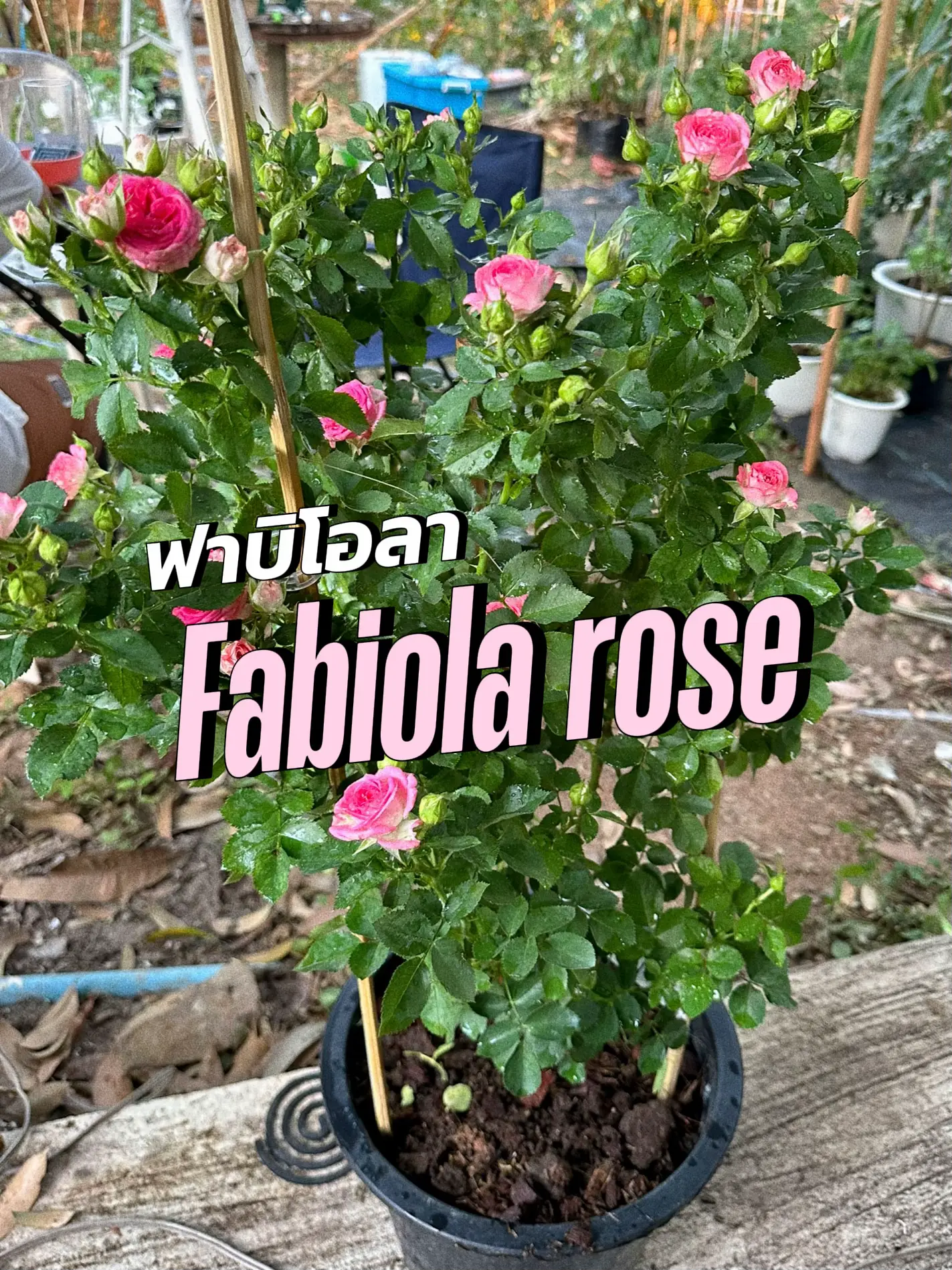 Fabiola rose สวยมงลง 👑 | วิดีโอที่เผยแพร่โดย Famesuk | Lemon8