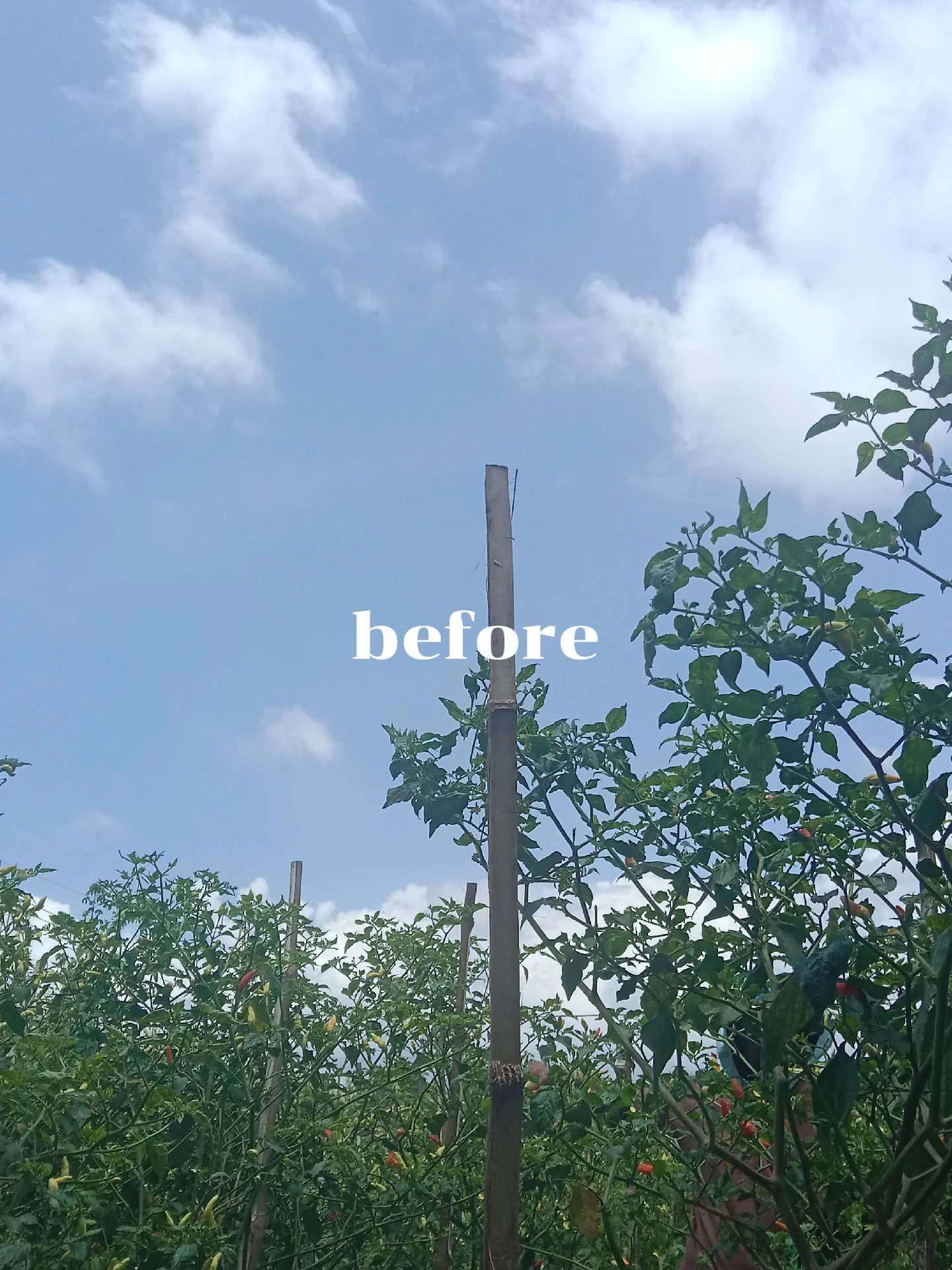 my editing tips dari aplikasi lemon8😍simple banget | Galeri diposting ...