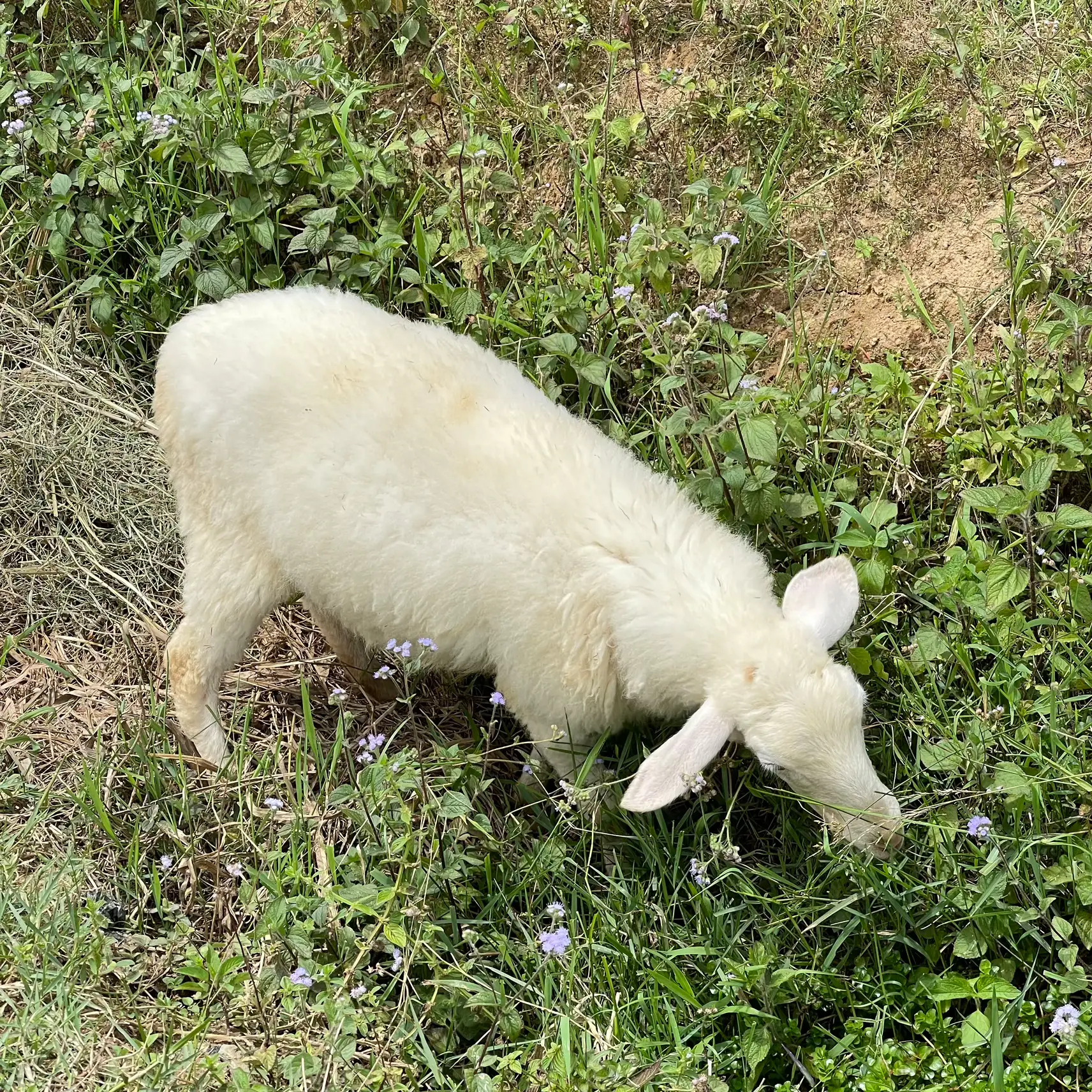 THÔN 13 in Tà Nùng 🐶🐺🐩🐕‍🦺🦮 đủ kiểu chó cho mn chơi | แกลเลอรีที่โพสต์โดย nguyenhutan | Lemon8