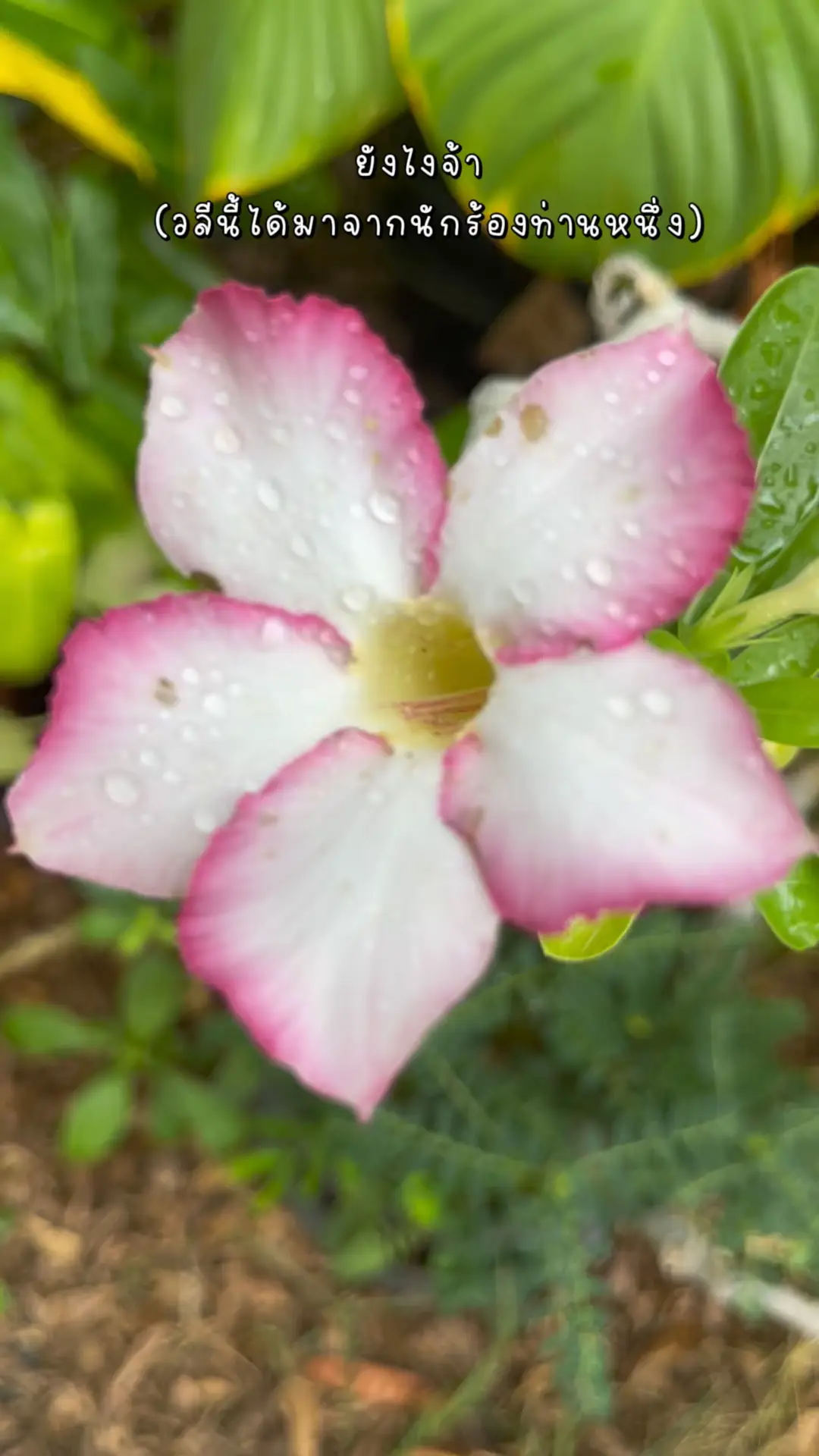 ชื่นชมสีขาวชมพู | วิดีโอที่เผยแพร่โดย บ้านสวนchaiwat | Lemon8