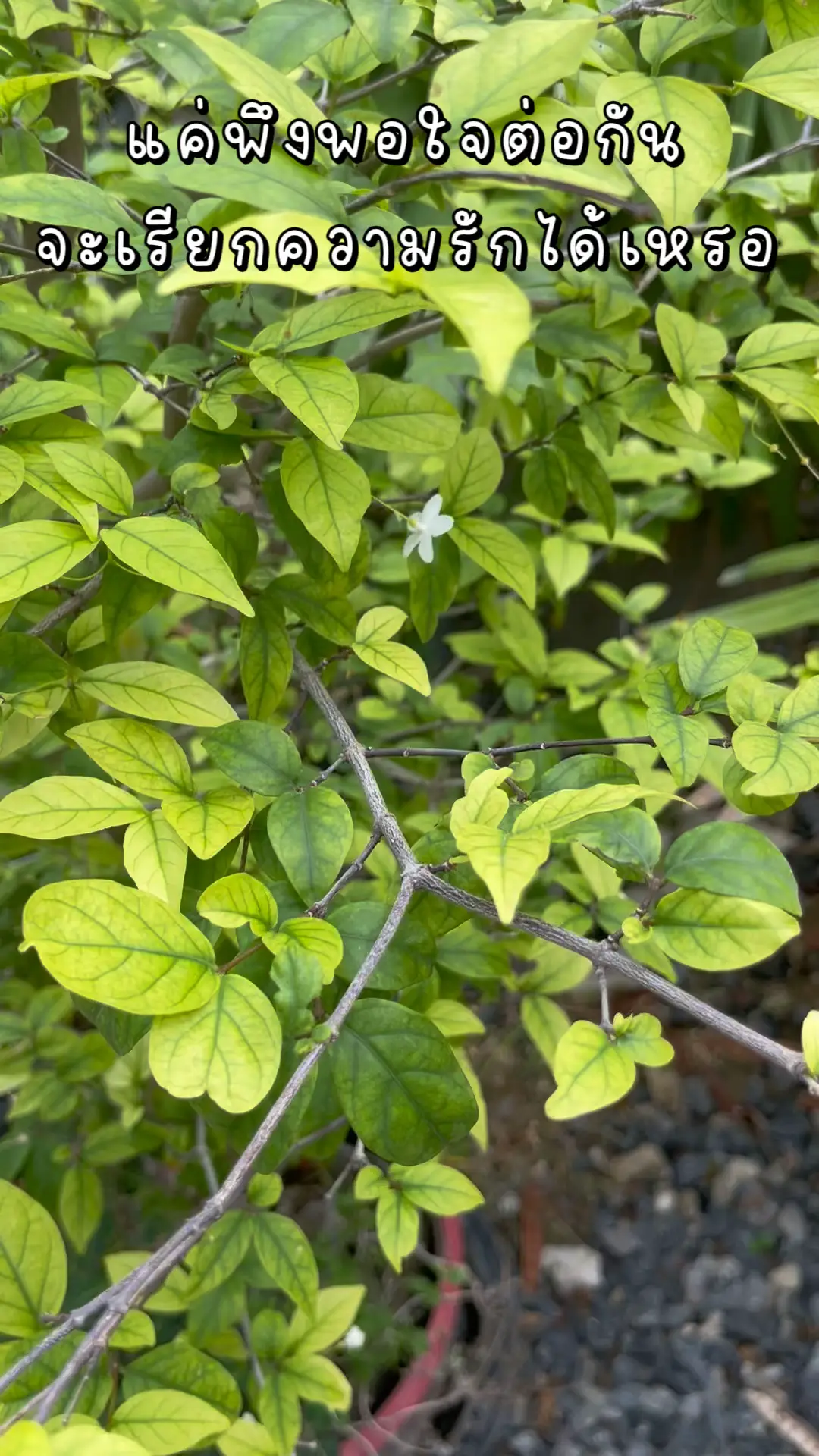 ต้นโมก (ไม้ดอกไม้ประดับ) | วิดีโอที่เผยแพร่โดย บ้านสวนchaiwat | Lemon8