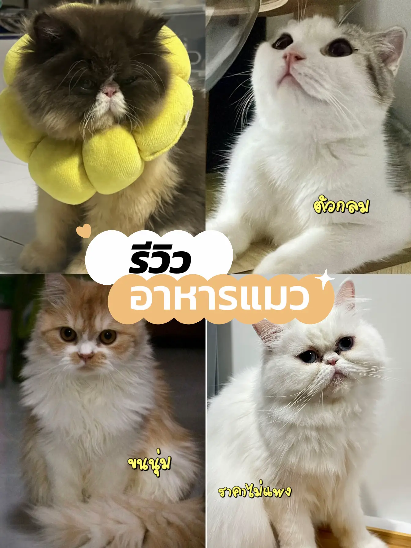 รีวิวอาหารแมว ราคาไม่แพง! | แกลเลอรีที่โพสต์โดย Mee.Meow🐱 | Lemon8