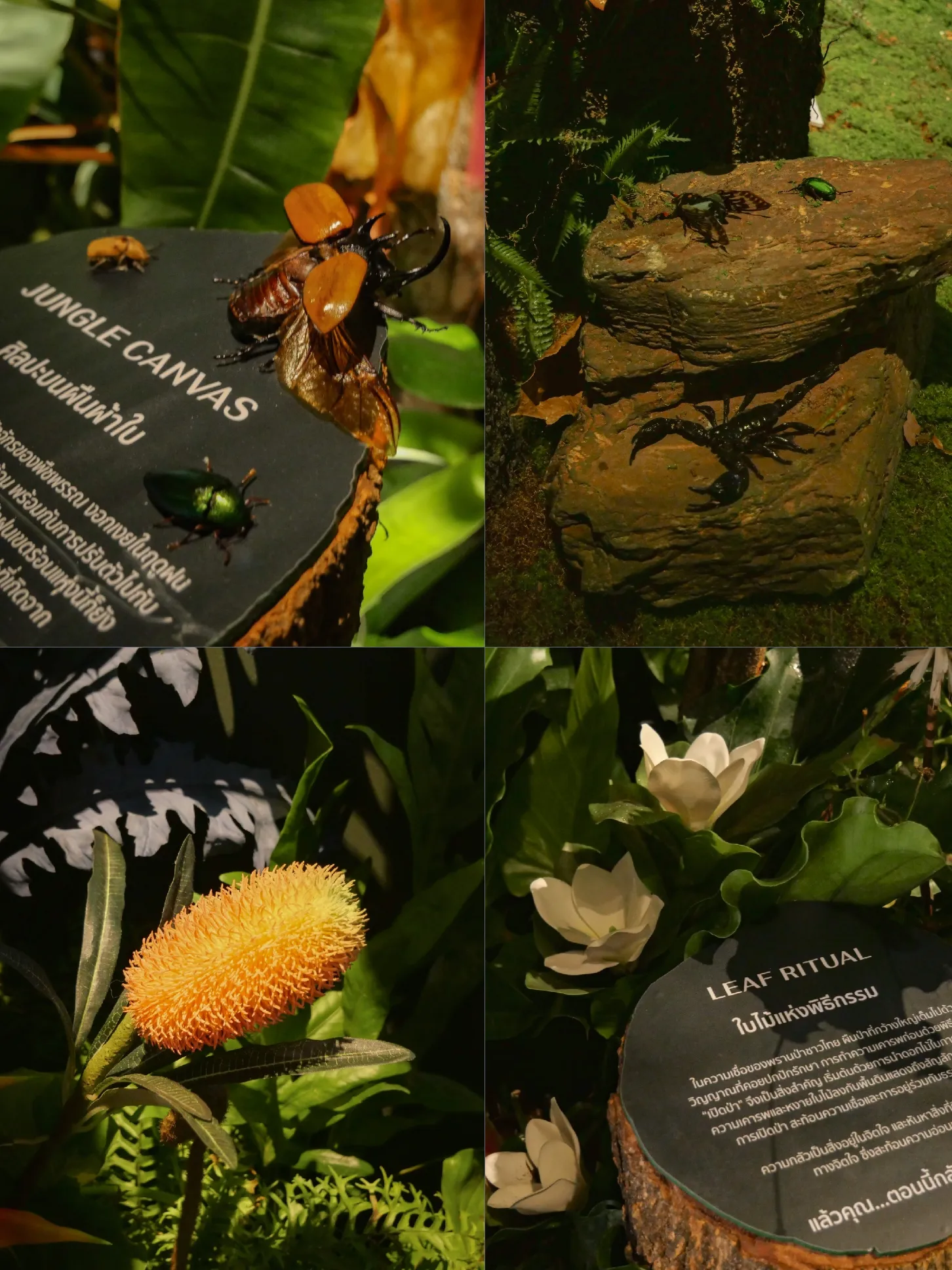 Forest Scent - Unveil Your Mystery ป่า และ น้ำหอม | แกลเลอรีที่โพสต์โดย ...