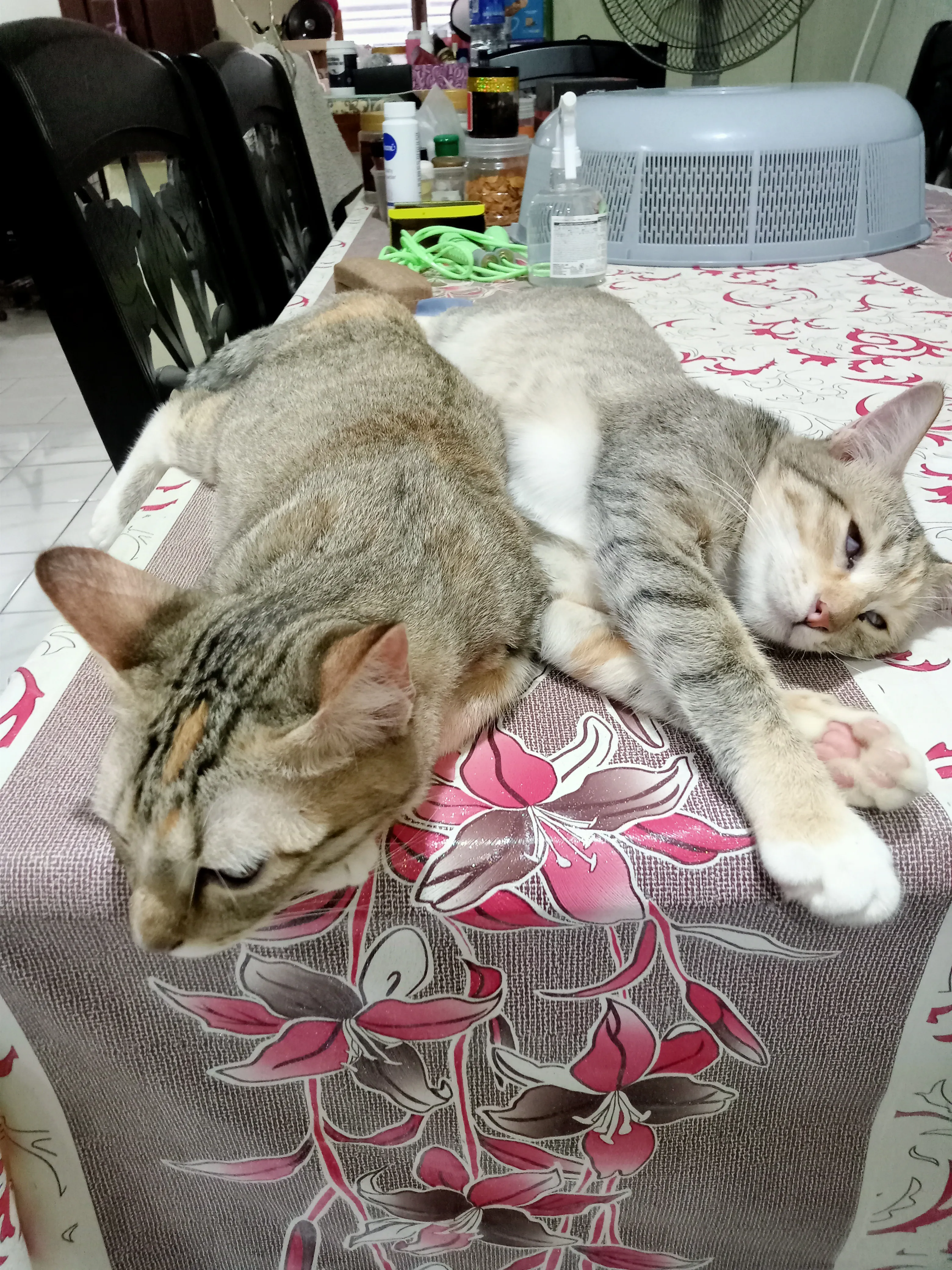 Angie, Angle, Tatam, Memey, Adik, Aaron, Atan | Galeri disiarkan oleh Jee Fauziah | Lemon8