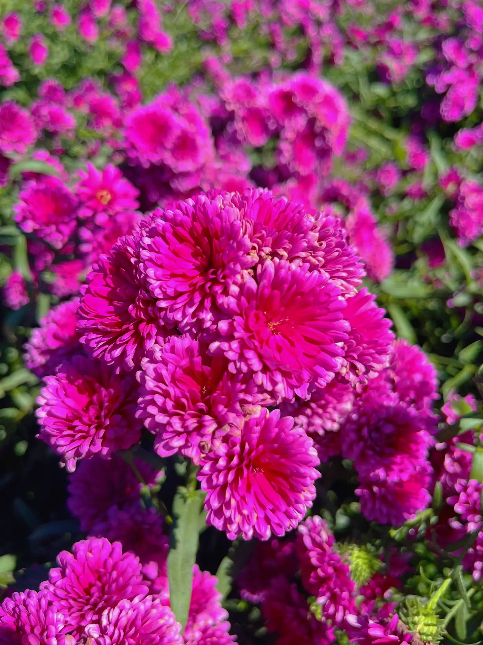 คาเฟ่สุดฮิต ! ไฮเดรนเยียคาเฟ่ เขาค้อ | แกลเลอรีที่โพสต์โดย Wee Weerawan | Lemon8