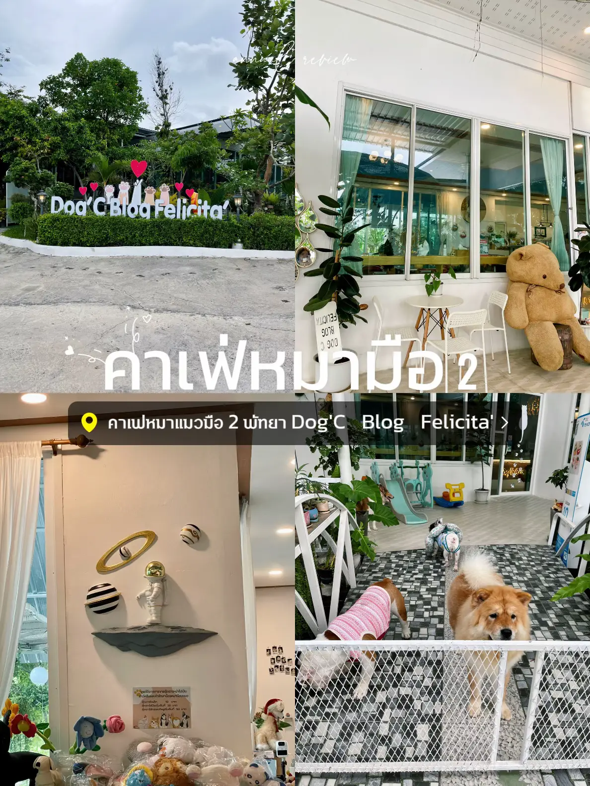 ชวนมาคาเฟ่น้องหมามือ 2 ที่พัทยา 🧁🦮 | แกลเลอรีที่โพสต์โดย ch.poet | Lemon8