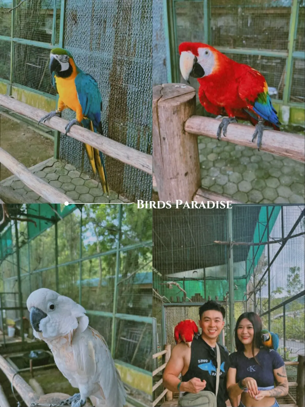 Batam Dog Cafe - Lemon8 Search