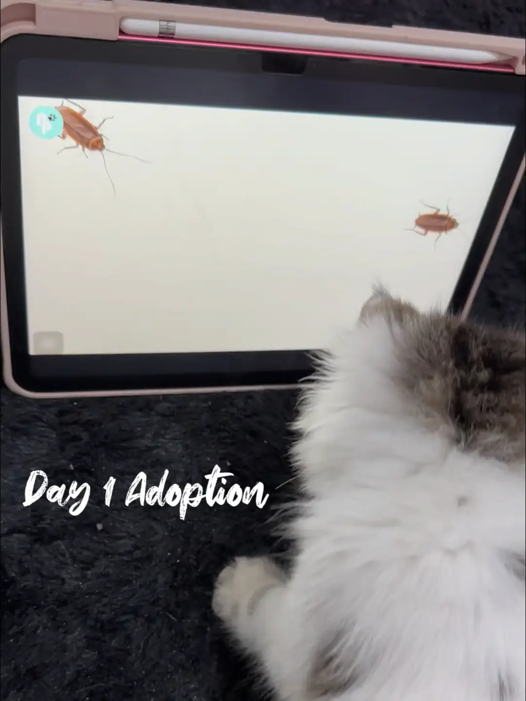 Hari pertama adopsi mpus🥰 #kitten #cats #kucing | Video dipublikasikan oleh Duniakucings | Lemon8