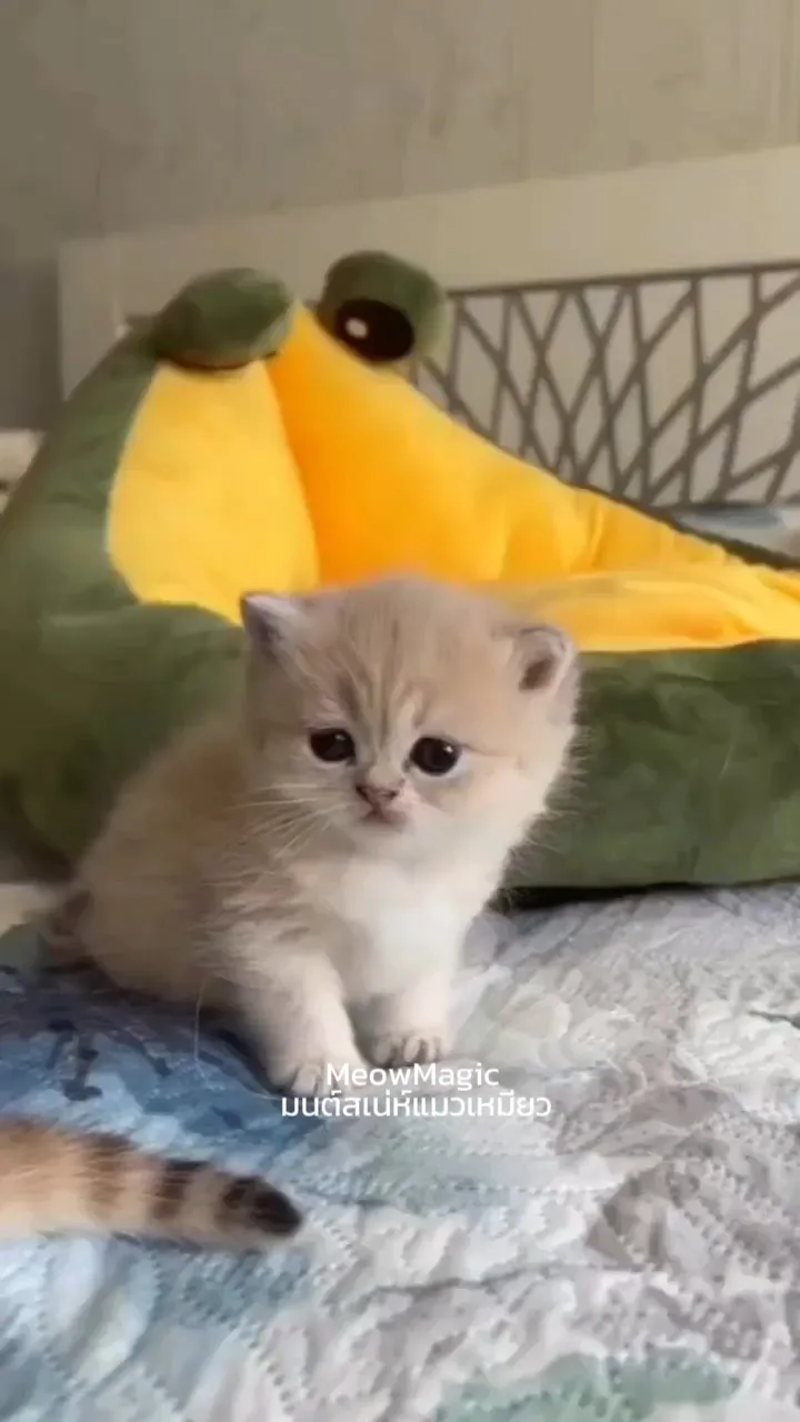 😻😻😻 | วิดีโอที่เผยแพร่โดย MeowMagic_2024 | Lemon8