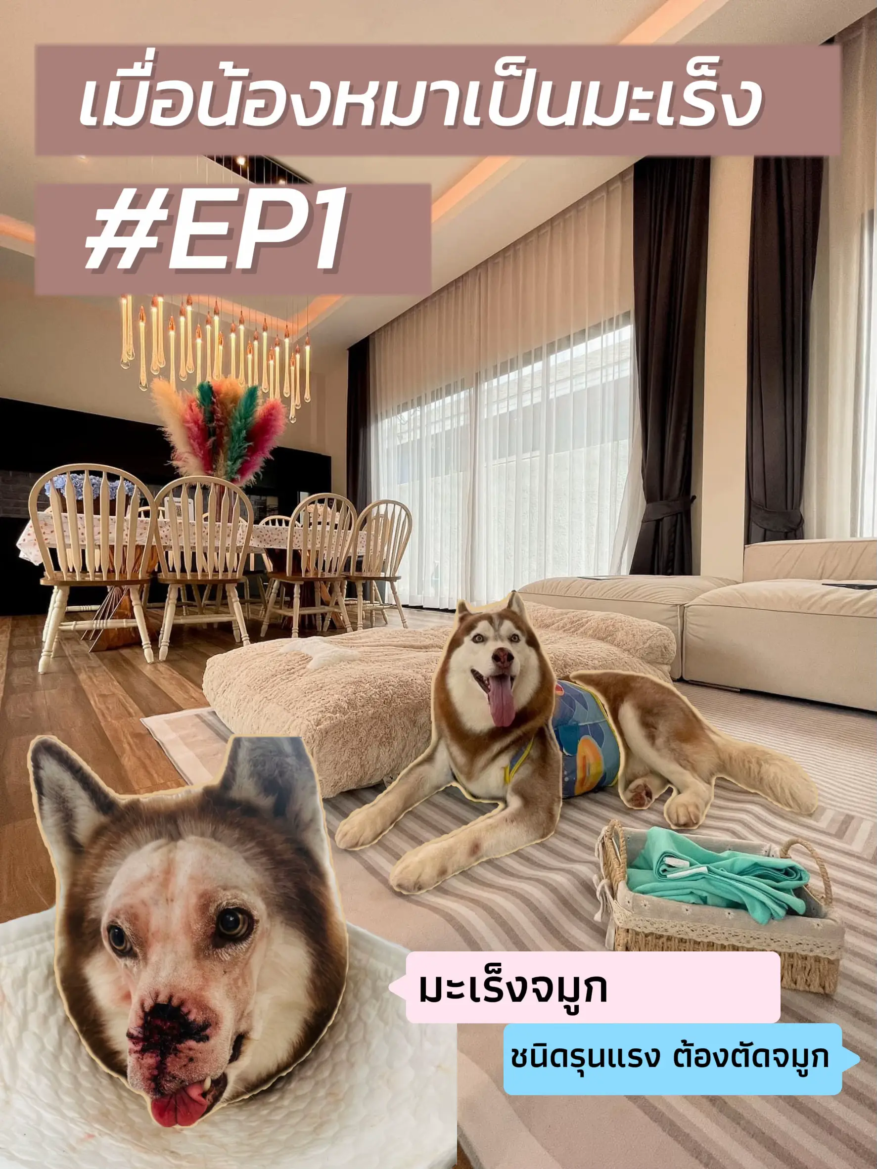 เมื่อน้องหมาเป็นมะเร็ง EP1 | แกลเลอรีที่โพสต์โดย Pueng | Lemon8