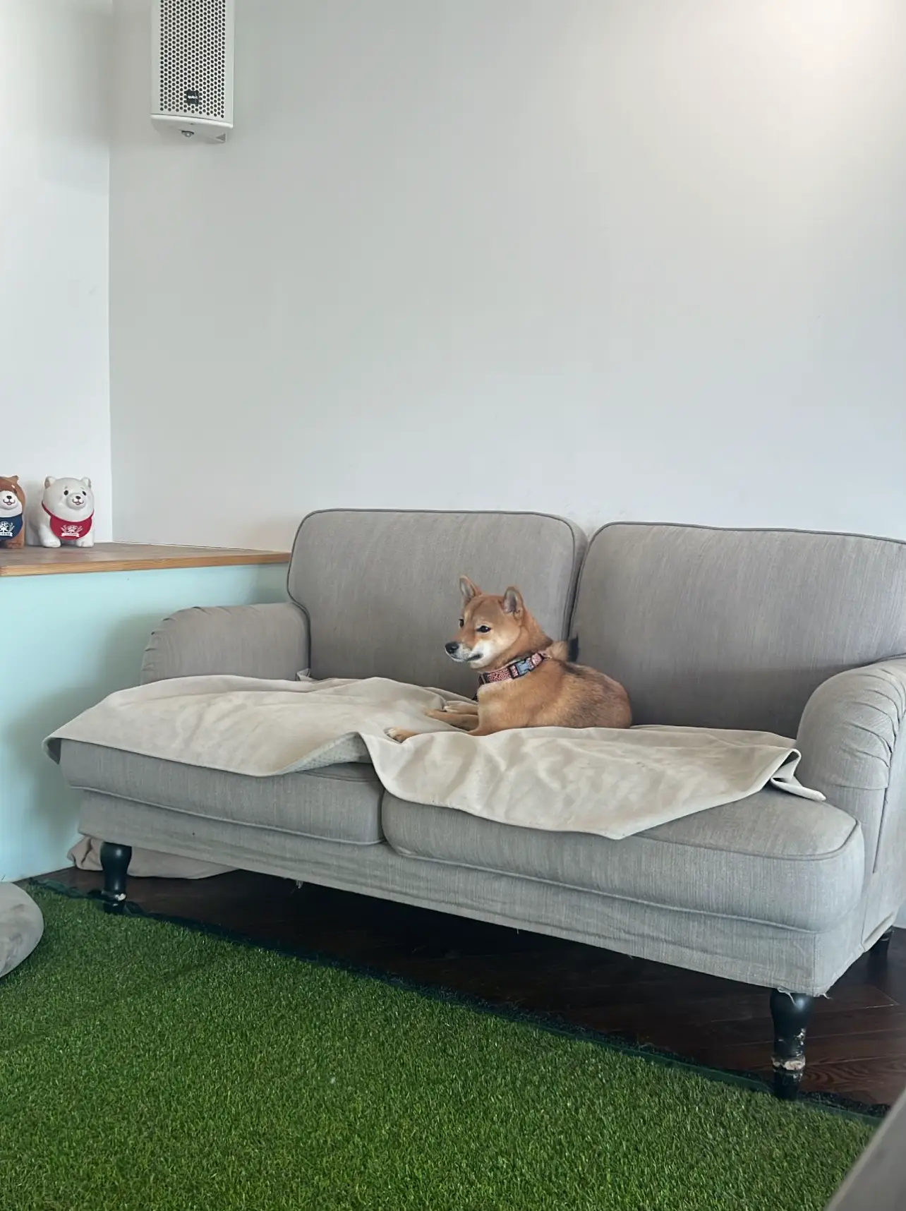 NOT YOUR TYPICAL SHIBA INU CAFE ~🐶☕️ | แกลเลอรีที่โพสต์โดย Jean | Lemon8