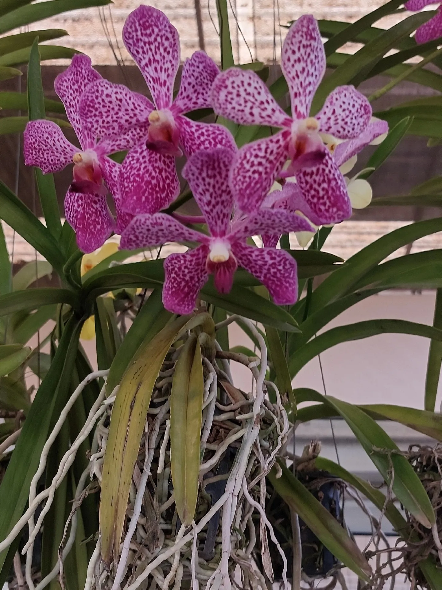 ชะแว๊บ วันนี้พาเที่ยวแอร์ออร์คิด | แกลเลอรีที่โพสต์โดย Kdl_Phirada | Lemon8