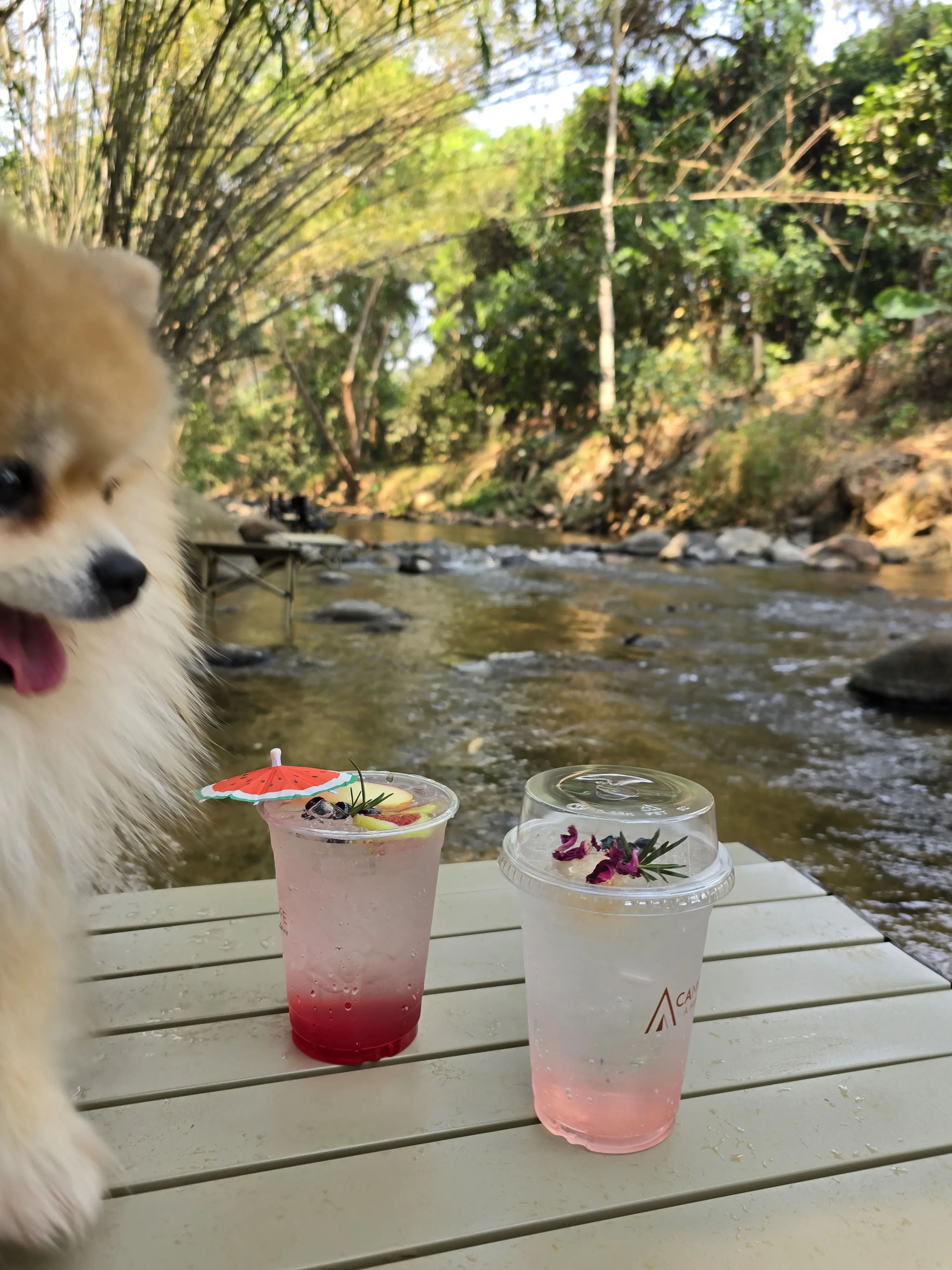 Camping Style Chiang Rai Cafe in the Heart of Khun Korn Falls 🏞️🏕️ ...