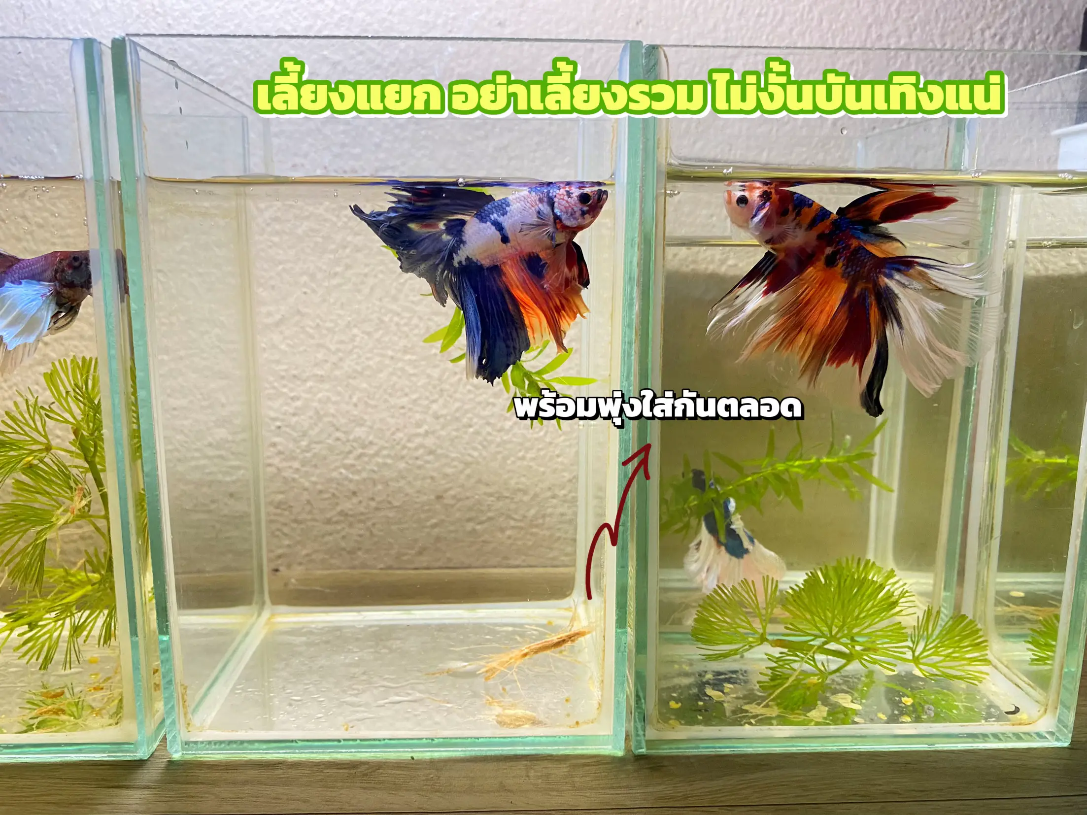 🐟Fancy biting fish, craft biting fish, hafmoon biting fish🐟 | Gallery ...