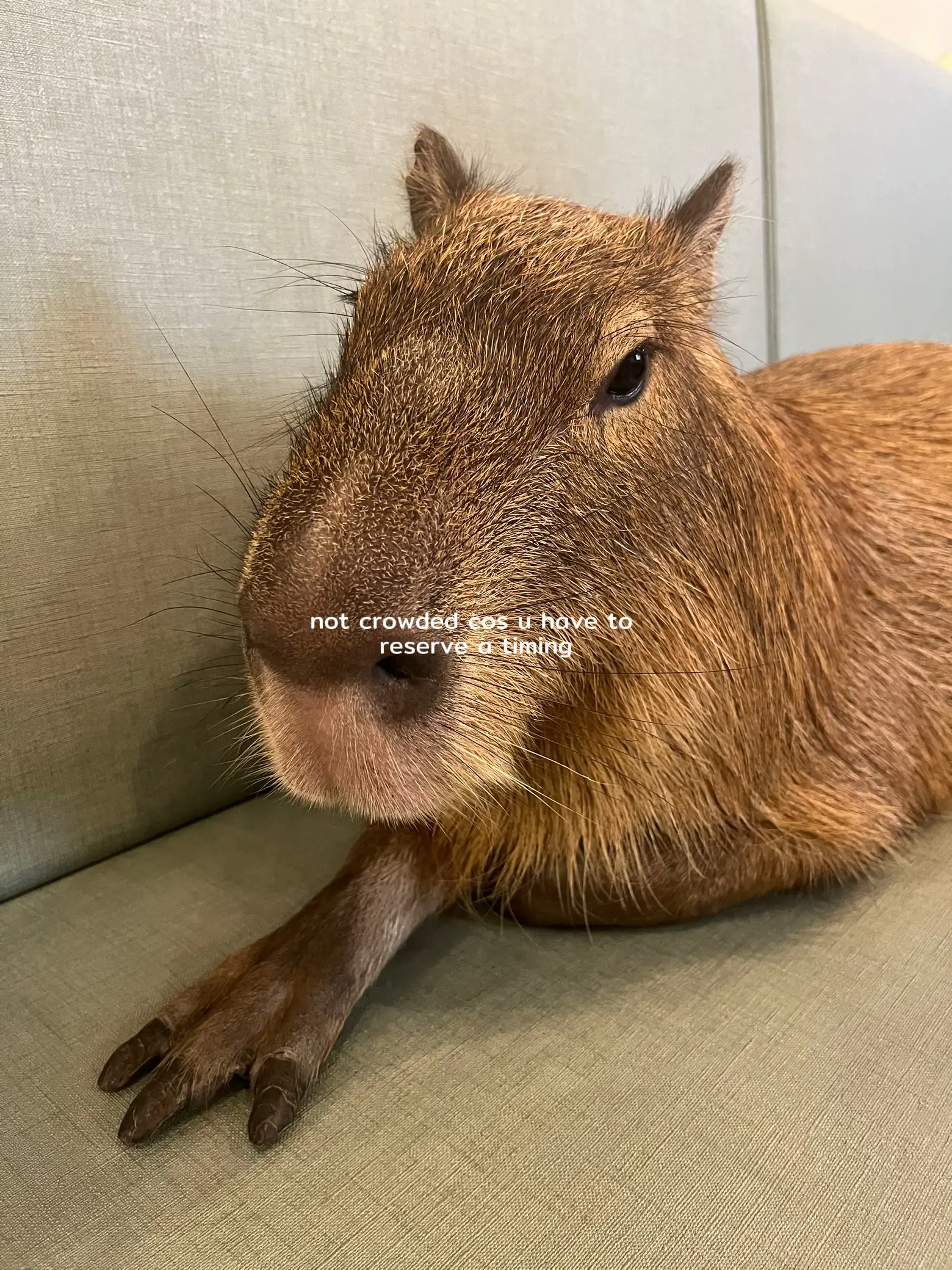 i went to a capybara cafe in tokyo🇯🇵 | แกลเลอรีที่โพสต์โดย Mandy Wong ...