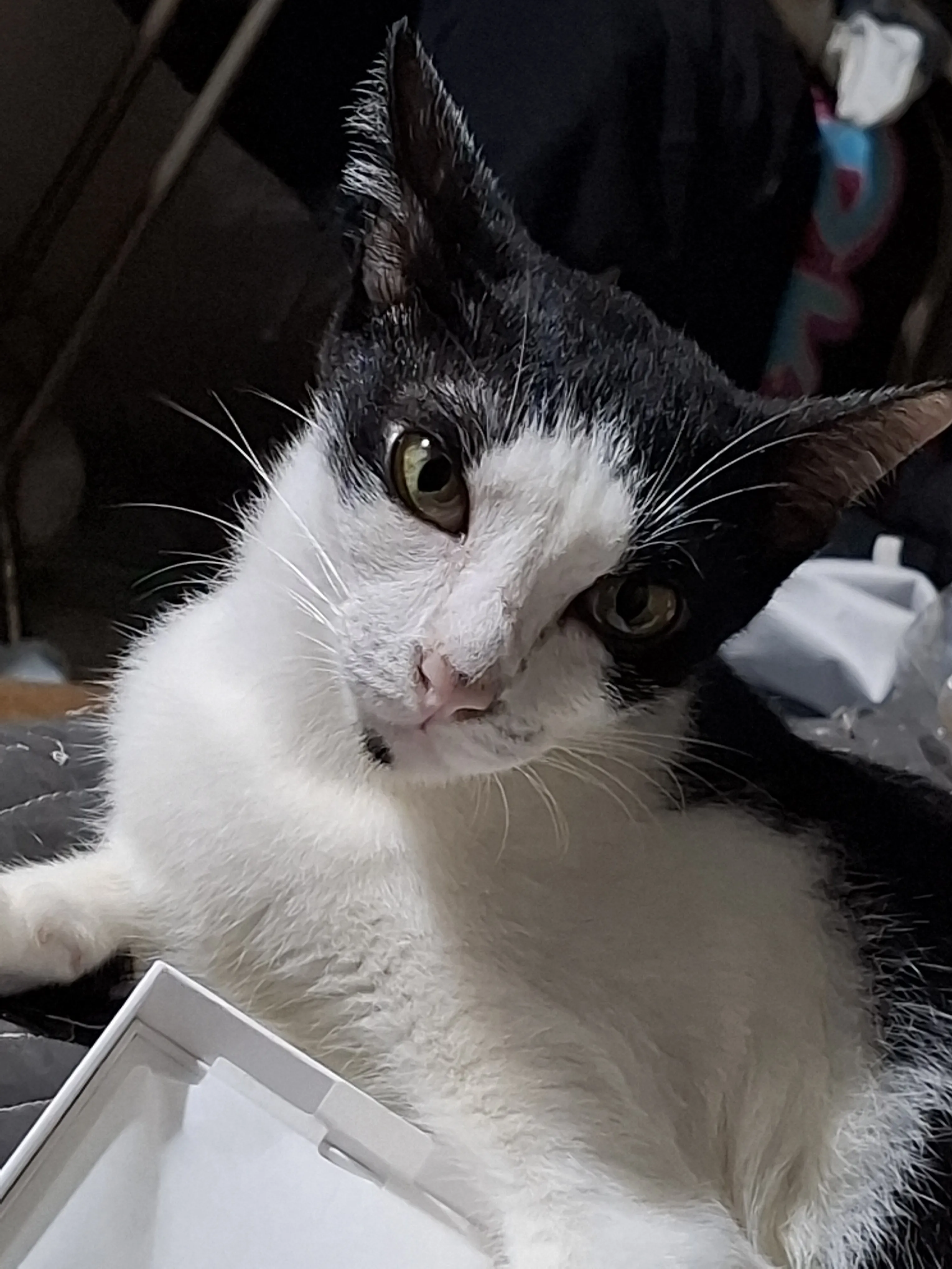 รีวิวกล้อง Samsung Galaxy a55 5g | แกลเลอรีที่โพสต์โดย im_ppppppp | Lemon8