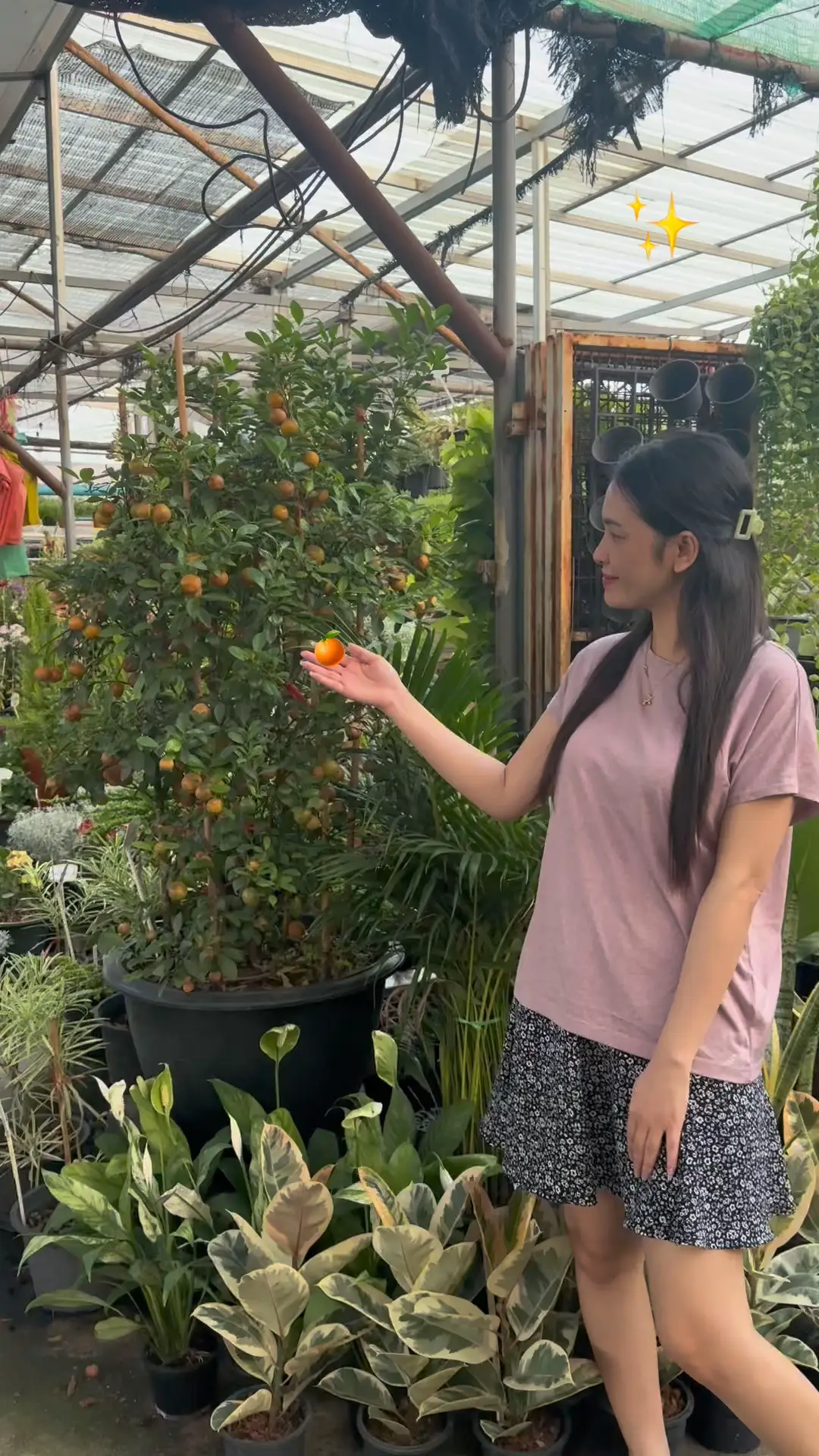 ต้นไม้นำโชค ปลูกแล้วรวย #ส้มจี๊ด🍊🍃 #ชวนชม | วิดีโอที่เผยแพร่โดย Meena Sakura | Lemon8