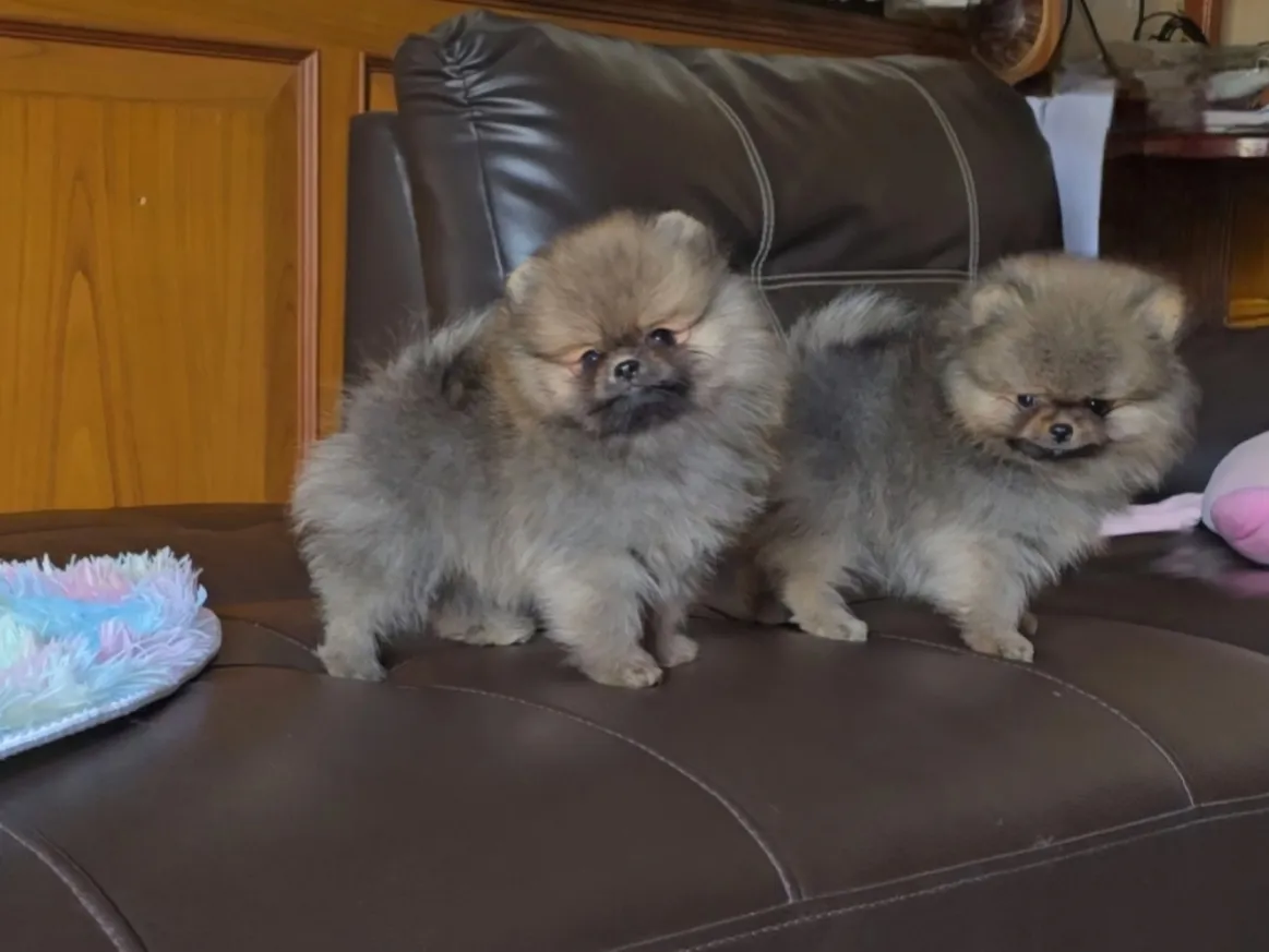 ใครชอบสั้นๆเชิญทางนี้ | แกลเลอรีที่โพสต์โดย Smart Pom | Lemon8