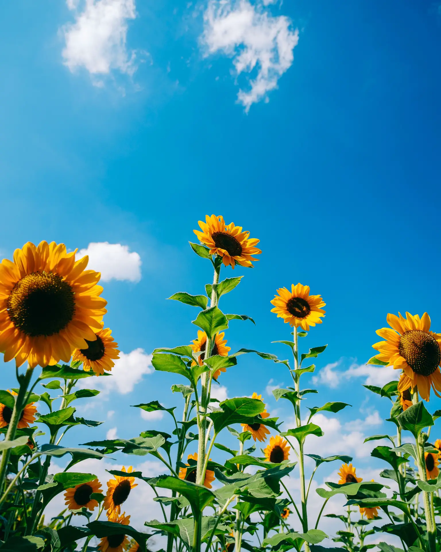Sunflower fields blossom in the center of the city. Free close-up visits and photos. | Gallery ...
