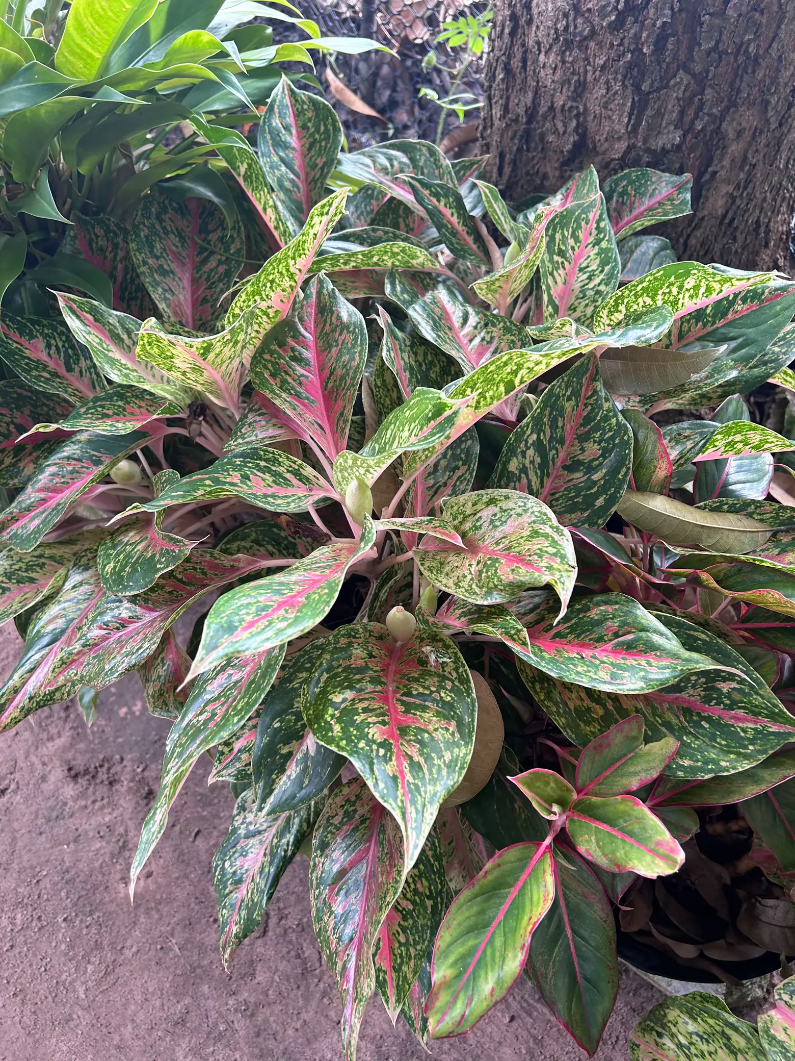 ไม้ประดับ EP3 | แกลเลอรีที่โพสต์โดย Napat_Ubon | Lemon8