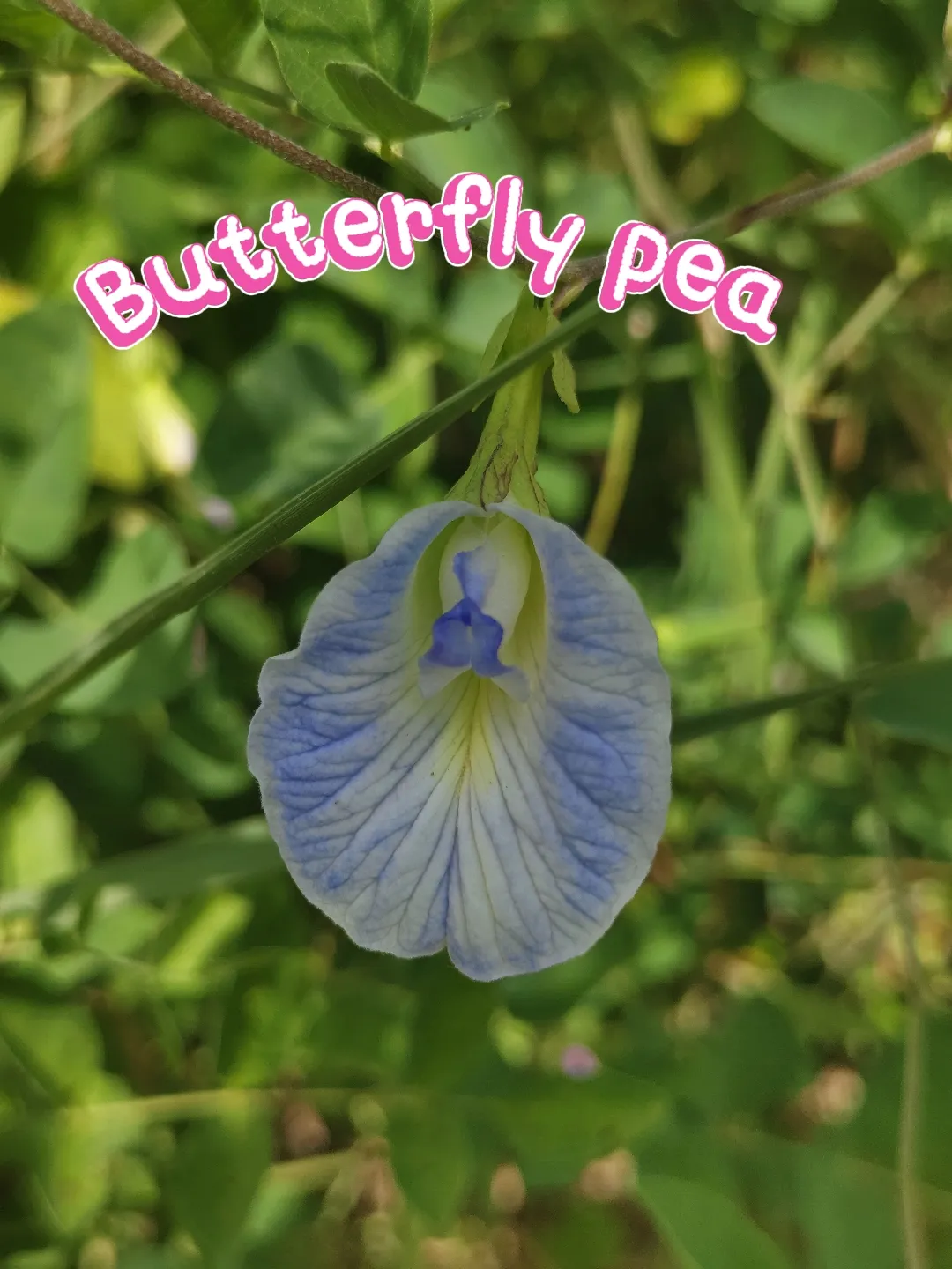 Butterfly peaคืออะไร | แกลเลอรีที่โพสต์โดย เซียร์ร่าแอนมามี๊ | Lemon8