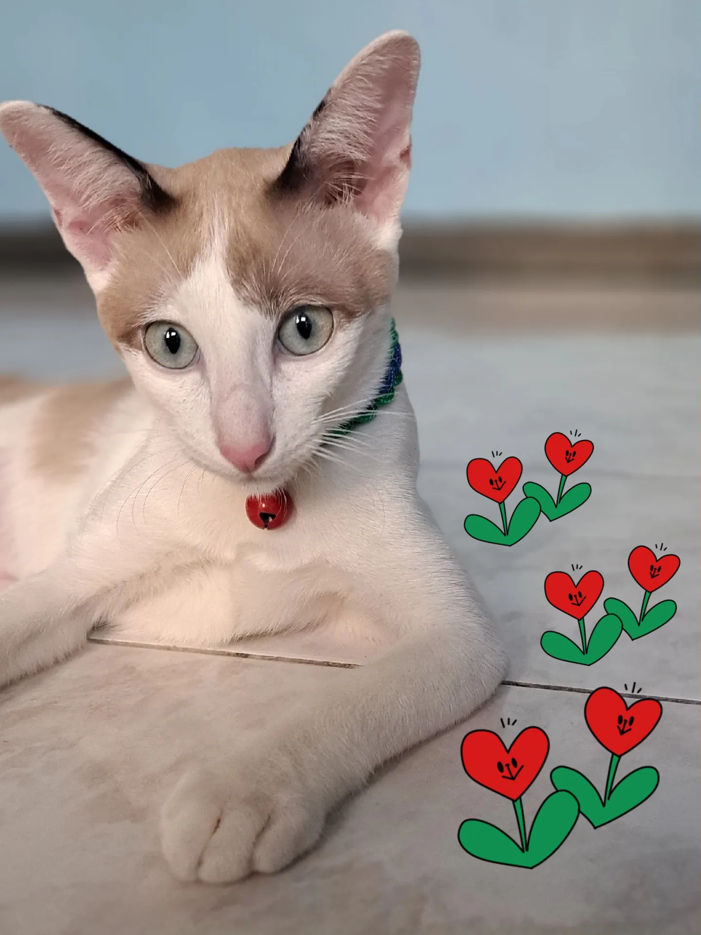 น้องแมว V Shape | แกลเลอรีที่โพสต์โดย Lemo | Lemon8