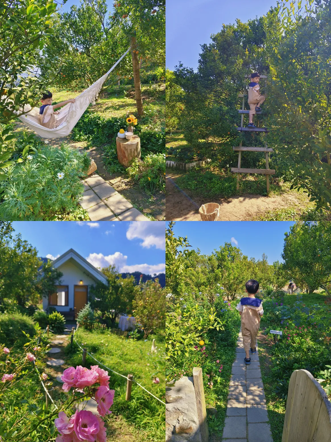 🍊Jin Ju Orange Farm Mae Rim🍊 | แกลเลอรีที่โพสต์โดย 🪻🌸เพียงใจ🌷🪻 | Lemon8