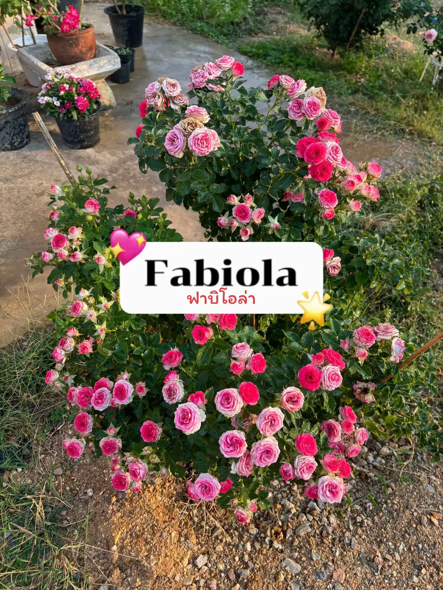 Fabiola rose 🌹 ดอกดกมาก แถมบานบน! | แกลเลอรีที่โพสต์โดย ขอรีวิวหน่อยย💖 ...