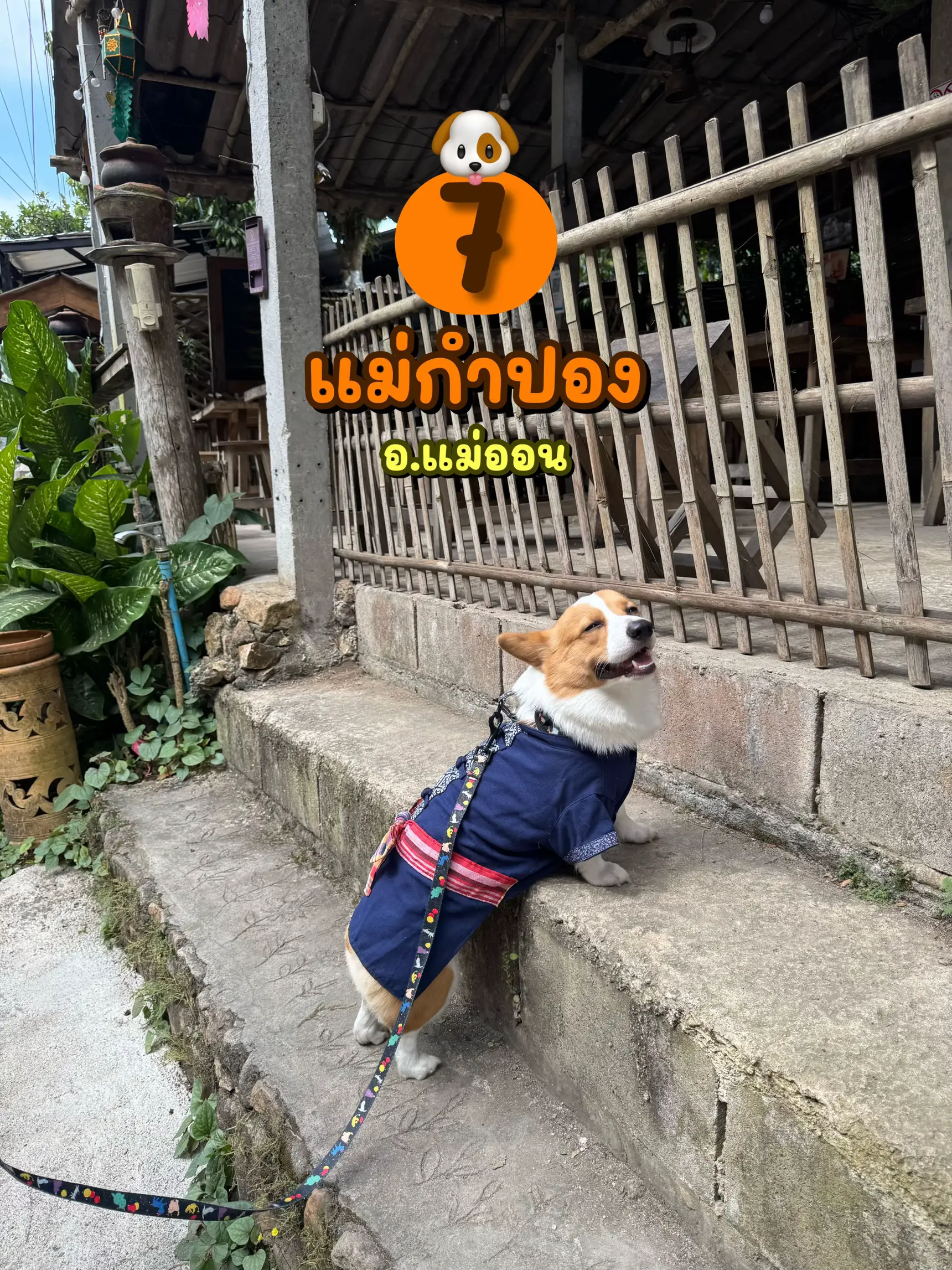 แอ่วเชียงใหม่กับสุดหล่อ🐶🫶🏻 | แกลเลอรีที่โพสต์โดย Corgi the Flash | Lemon8