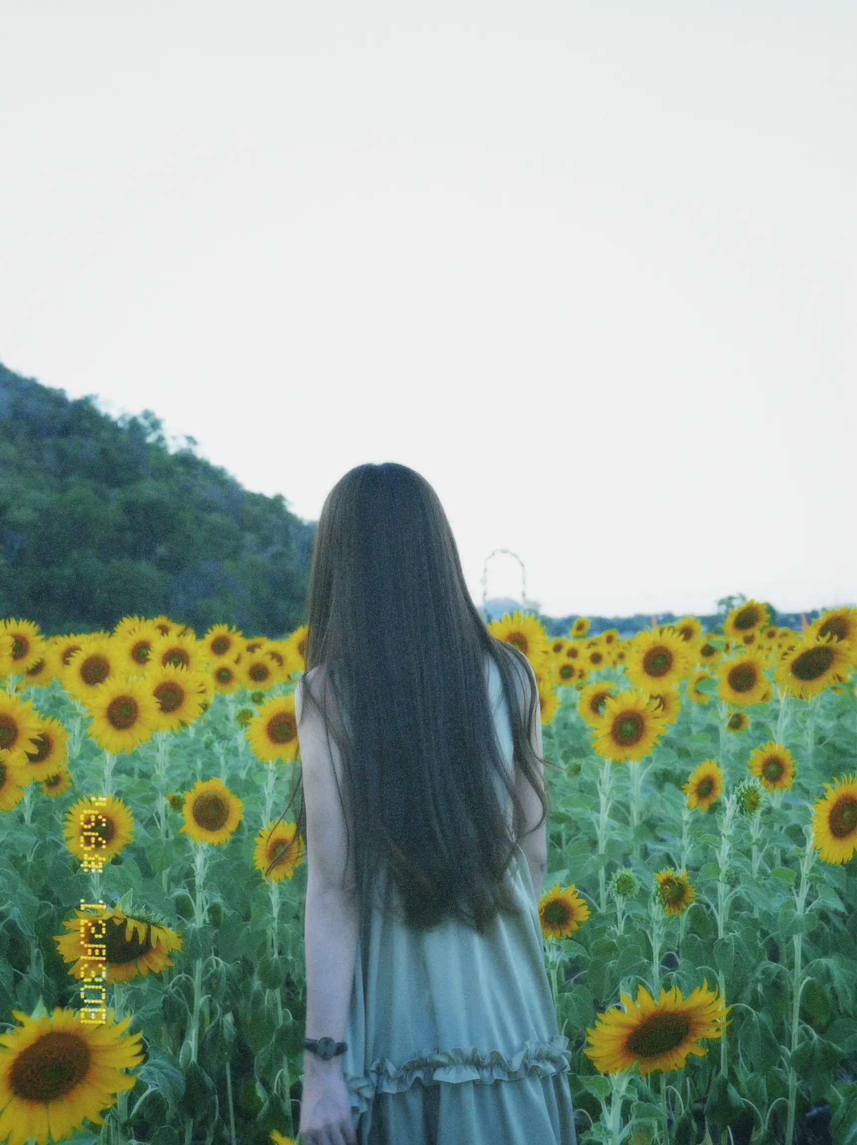 SUNFLOWER 🌻 | แกลเลอรีที่โพสต์โดย J'utha JT | Lemon8