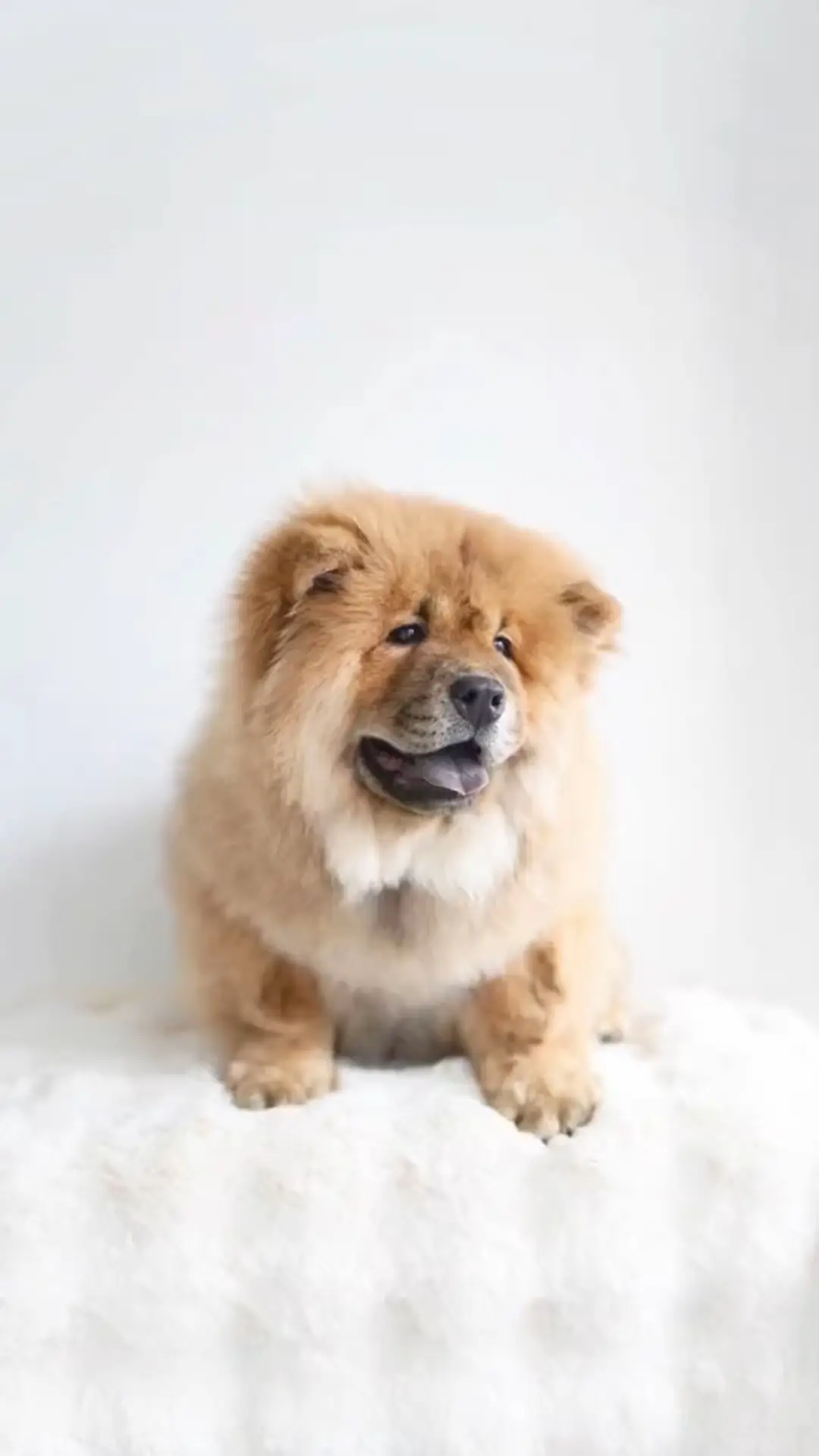 Chow, cavapoo,maltipoo,corgi,toy poodle | Video published by Puppy ...