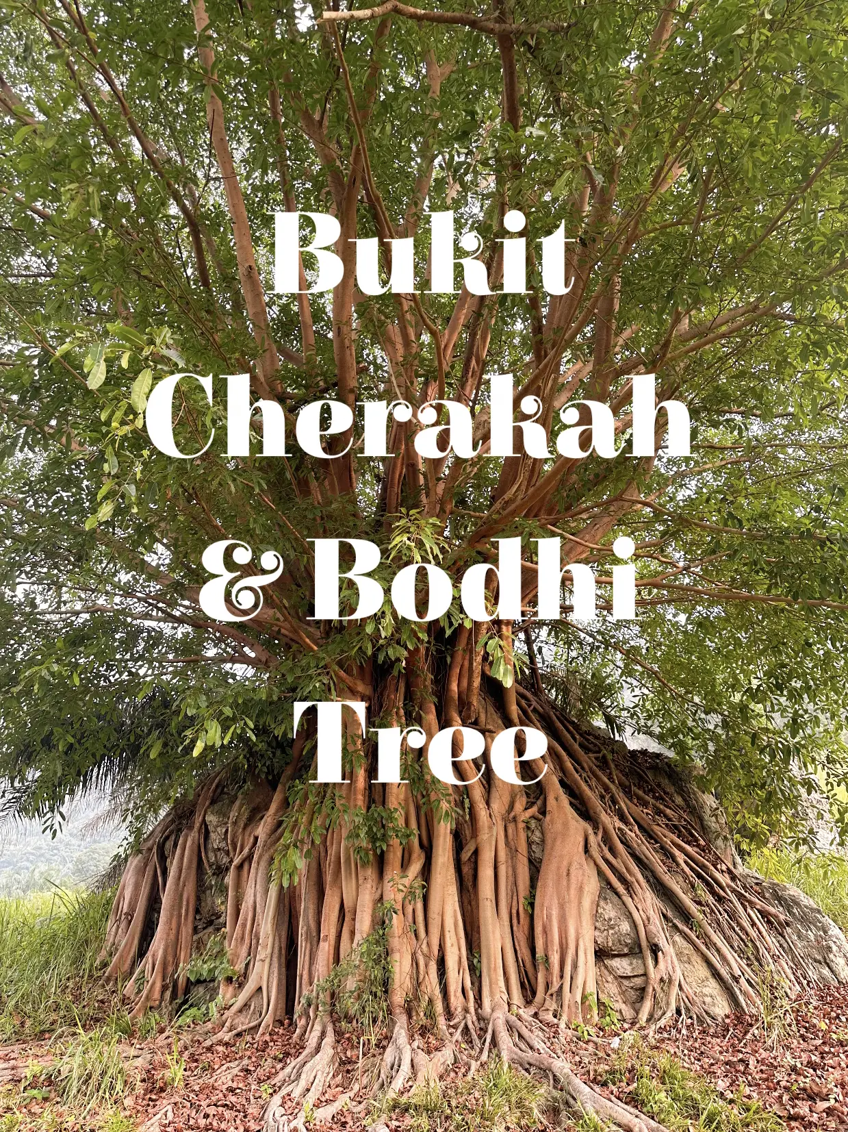 How to go Bukit Cherakah & Bodhi Tree | Galeri disiarkan oleh Khor Phor ...