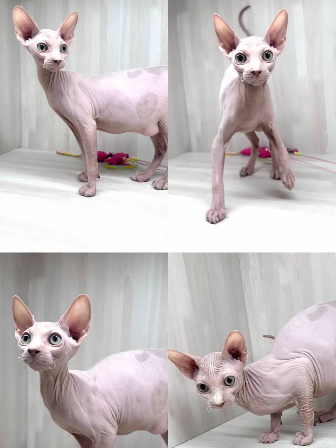 Spyhnx is looking for new 🏡 | Galeri disiarkan oleh Meow Factory | Lemon8