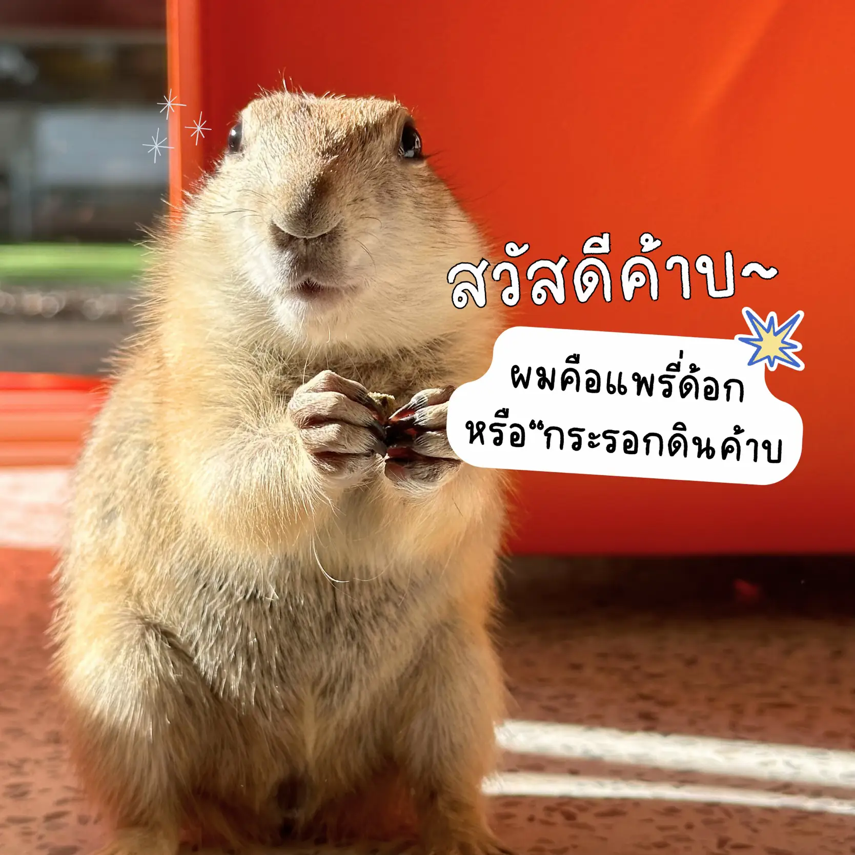🌟 รีวิวแก๊งแพรี่ด็อก 15 จิ๋ว สุดแสบที่ Little Den Cafe 🦫☕️ | แกลเลอรี ...